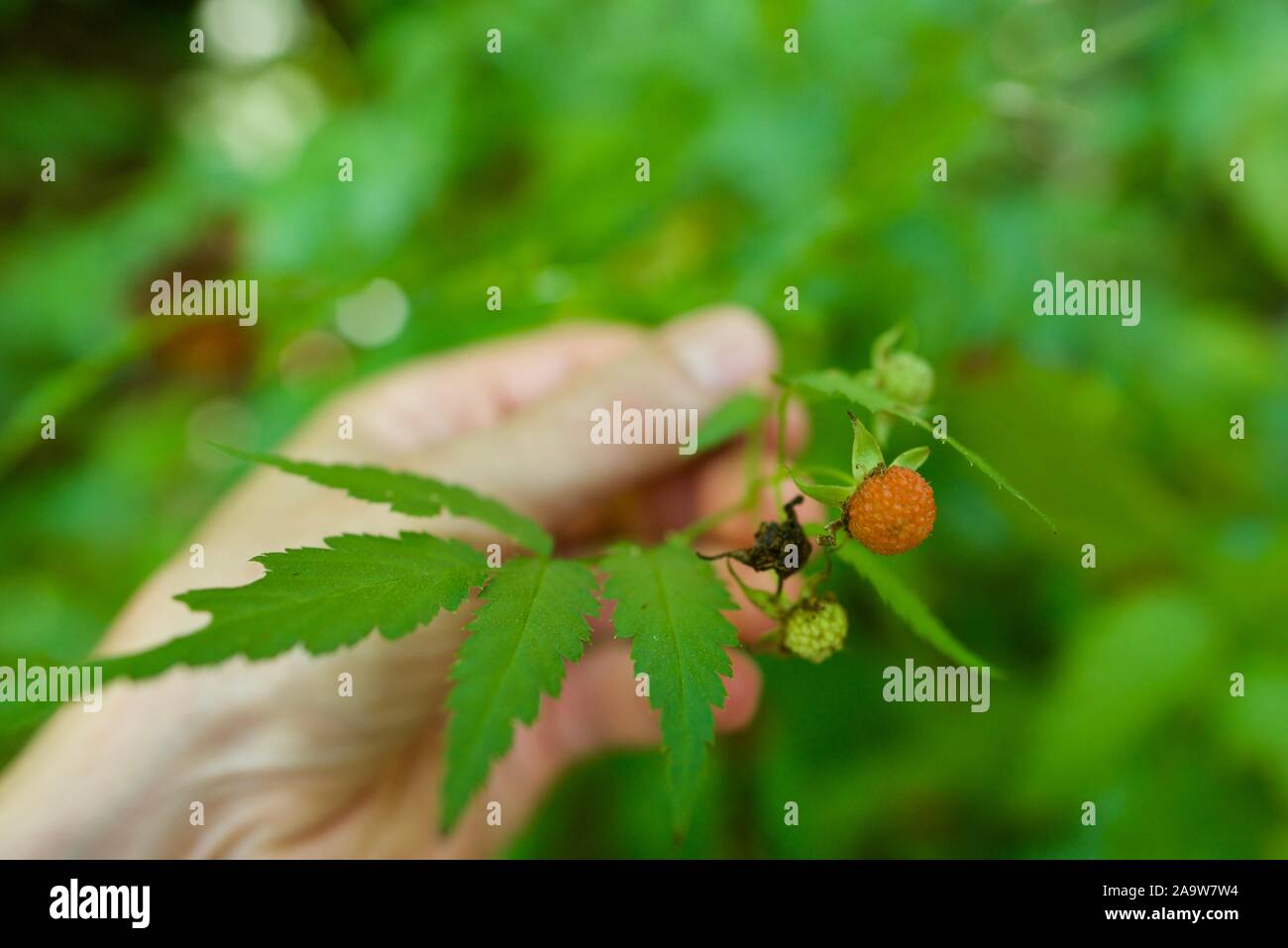 Bush tucker leaves hi-res stock photography and images - Alamy