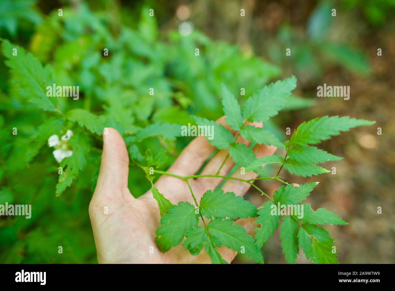 Bush tucker leaves hi-res stock photography and images - Alamy