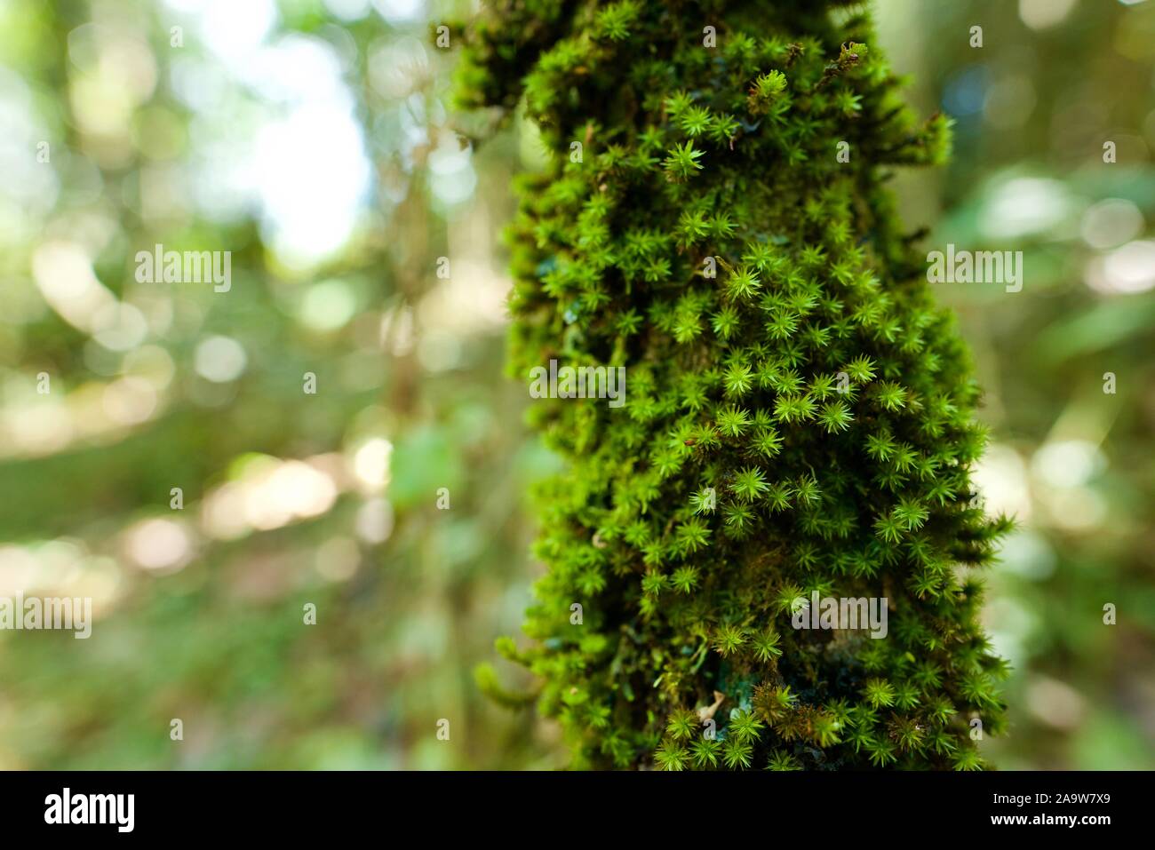 Moss covered tree trunk, Honeyeater lookout hiking trail, Conway ...