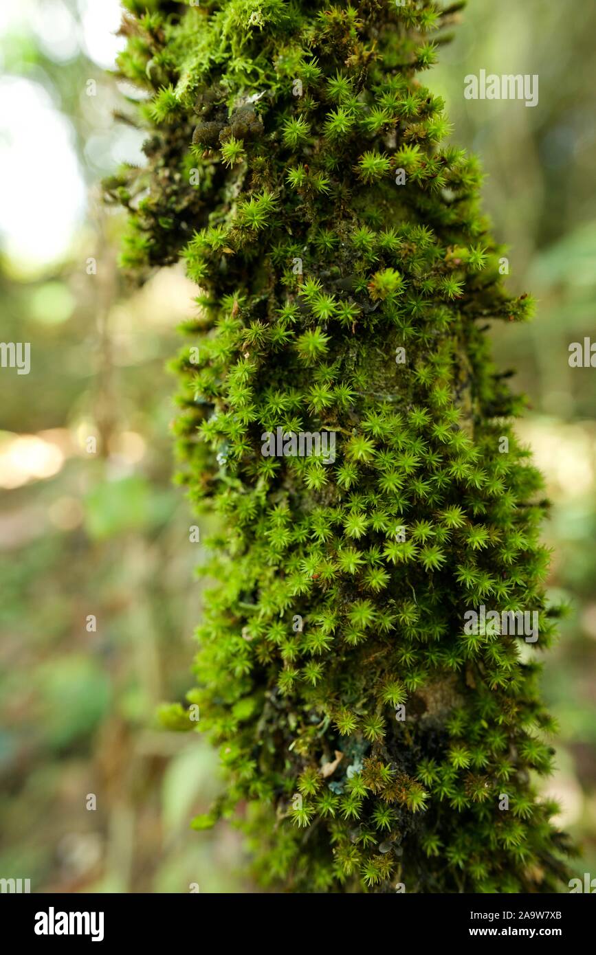 Moss covered tree trunk, Honeyeater lookout hiking trail, Conway ...