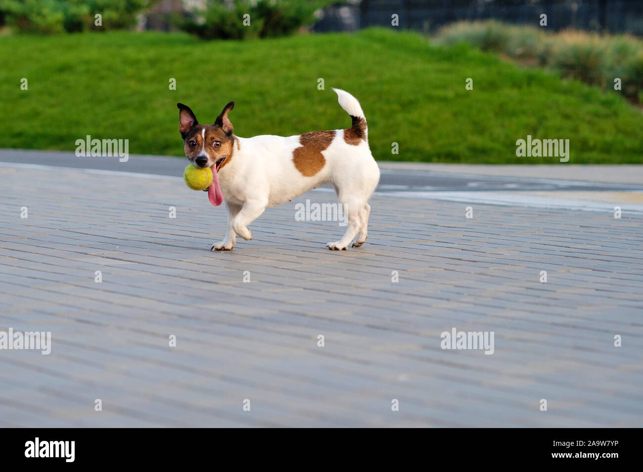 Jack Russell Terriers playing with a ball. Having fun playing in ...