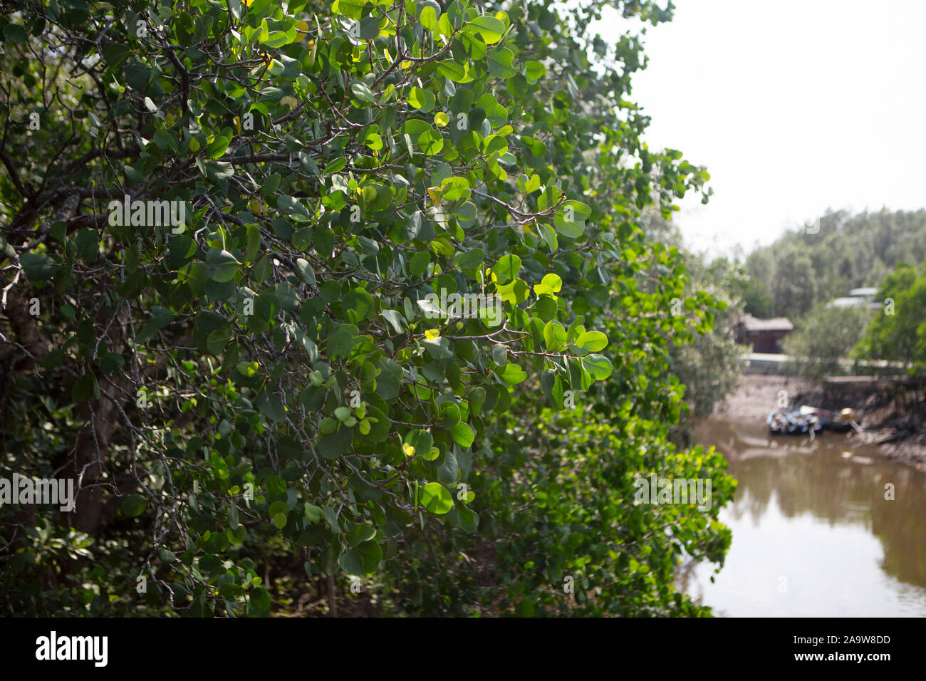 Mangrove ( Rhizophora) tree and forest , at Bontang Kuala Villages ...