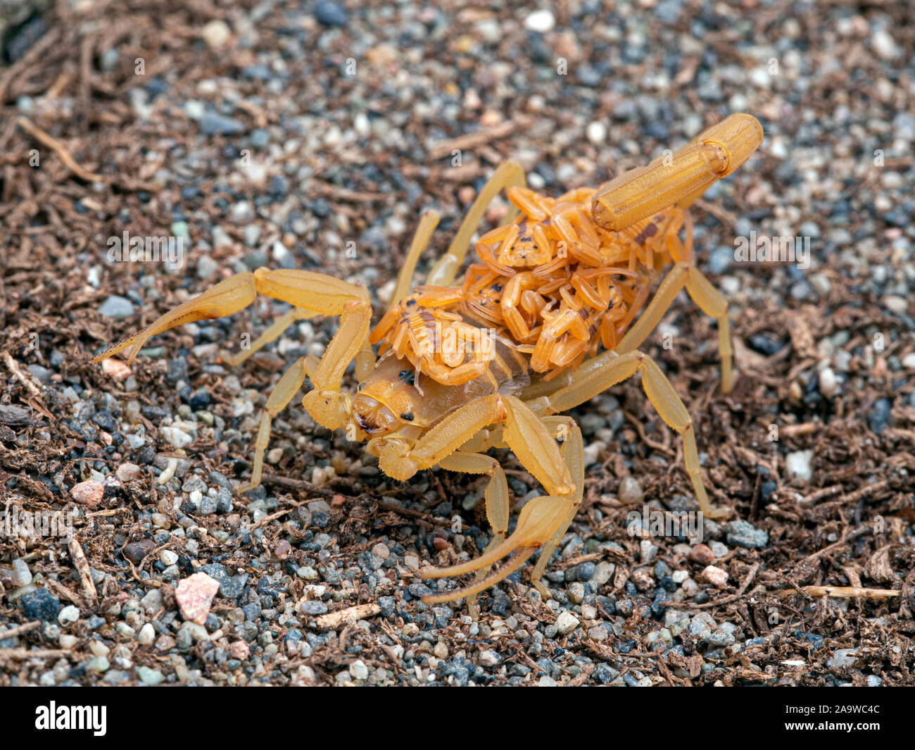 female Arizona bark scorpion, Centruroides sculpturatus, carrying ...