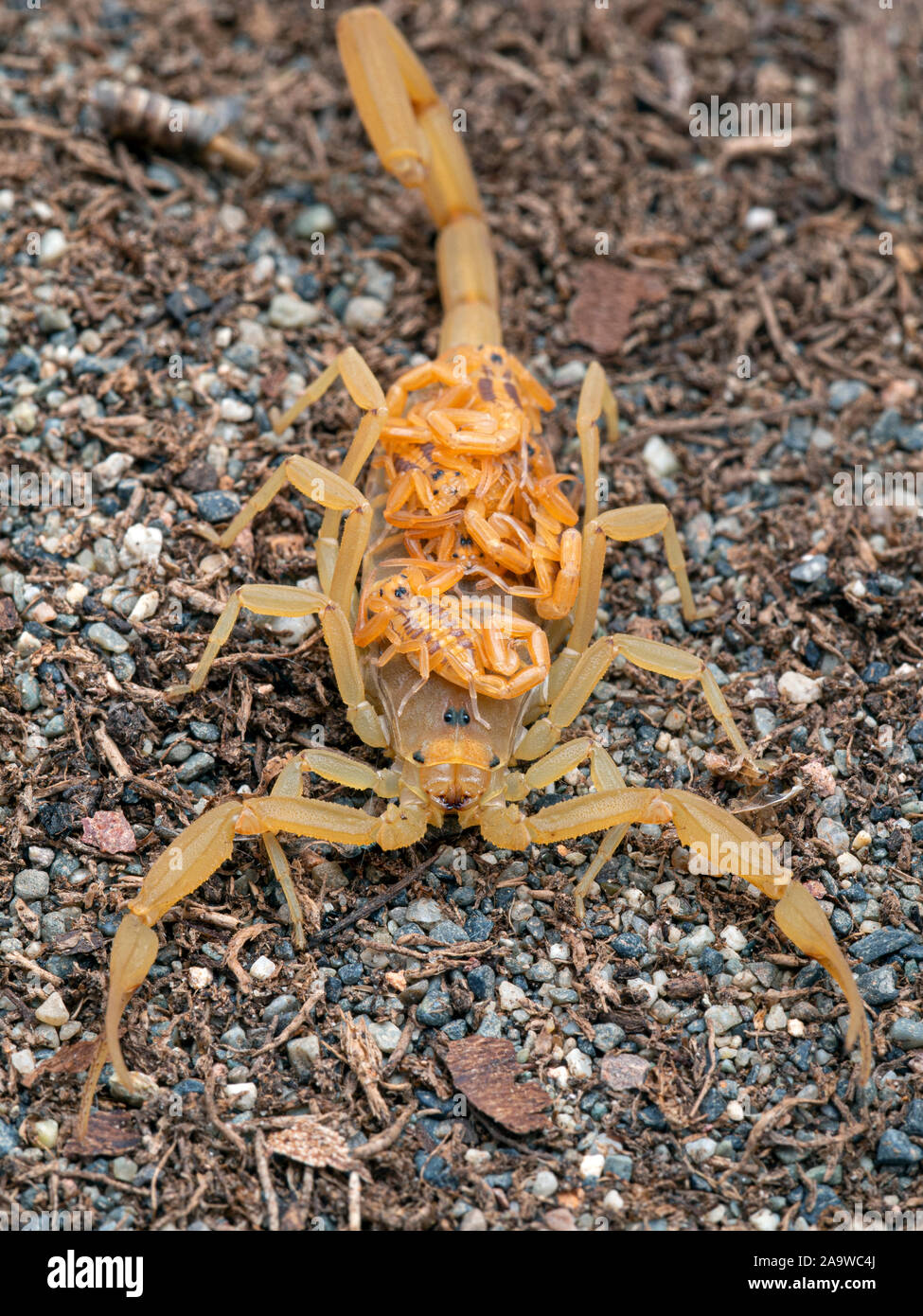 female Arizona bark scorpion, Centruroides sculpturatus, carrying ...