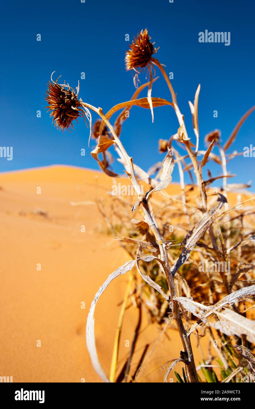 Sand thistle hi-res stock photography and images - Alamy