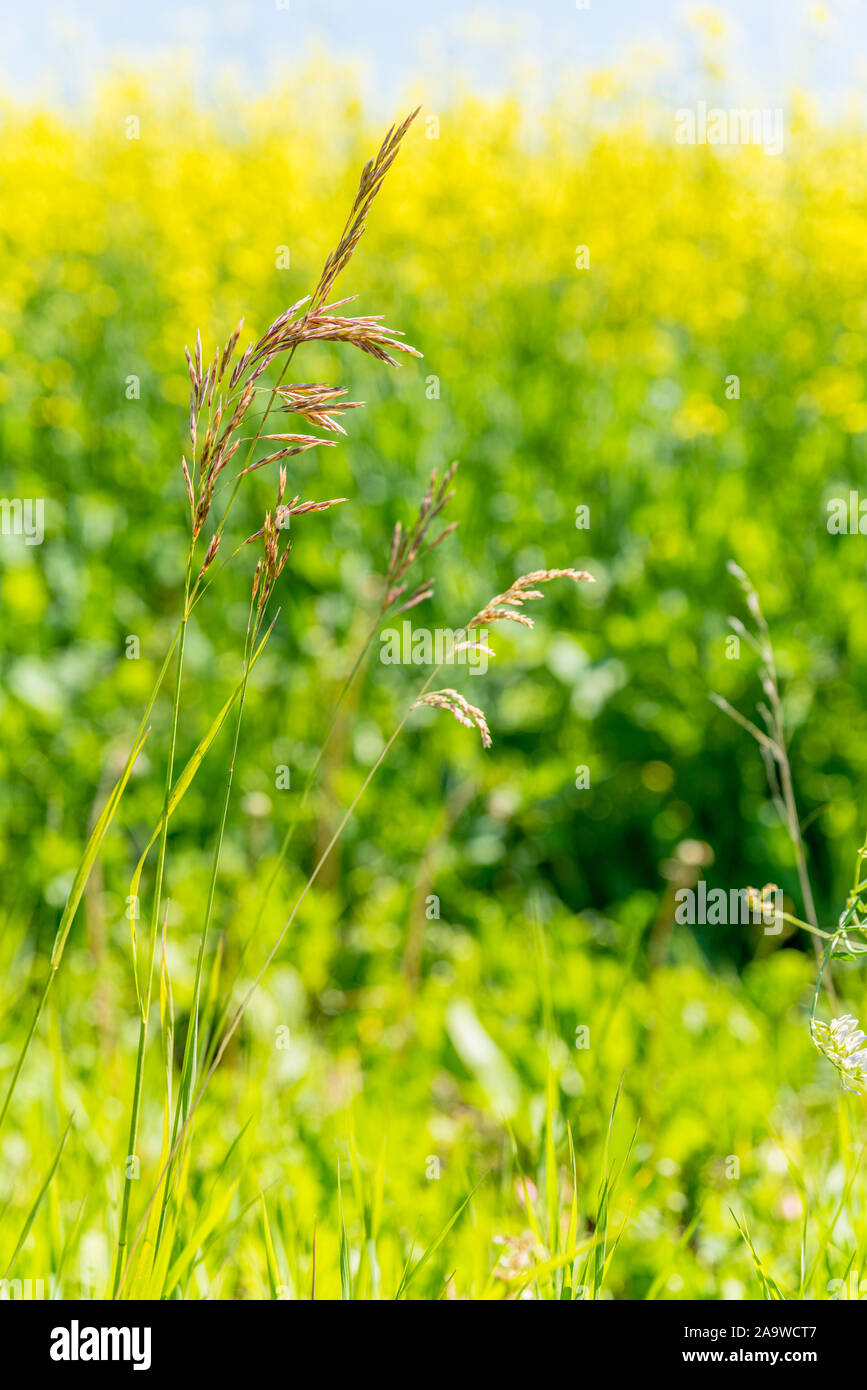 Meadow brome hi-res stock photography and images - Alamy