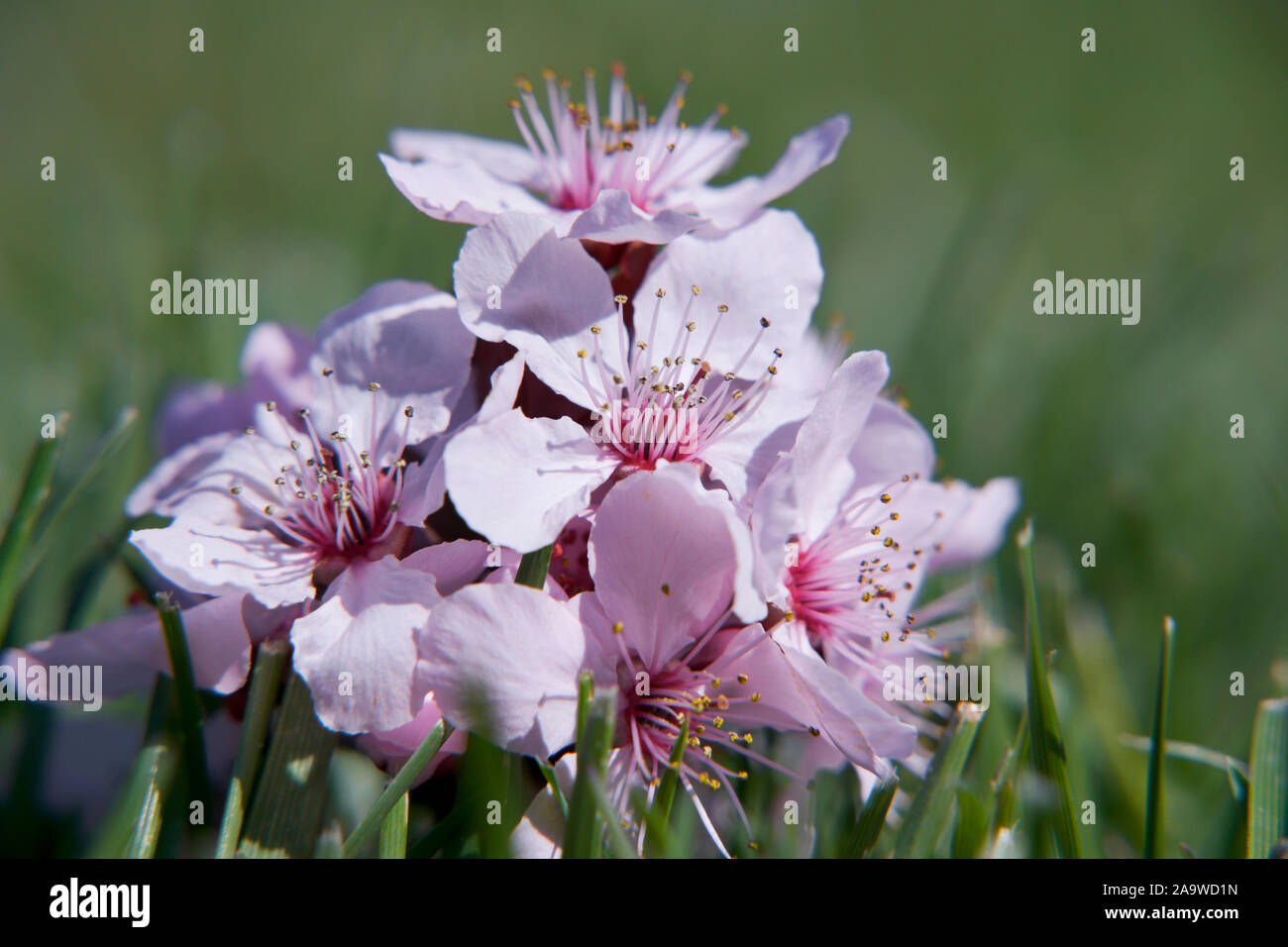 Fallen plumb blossoms in a field of grass Stock Photo - Alamy