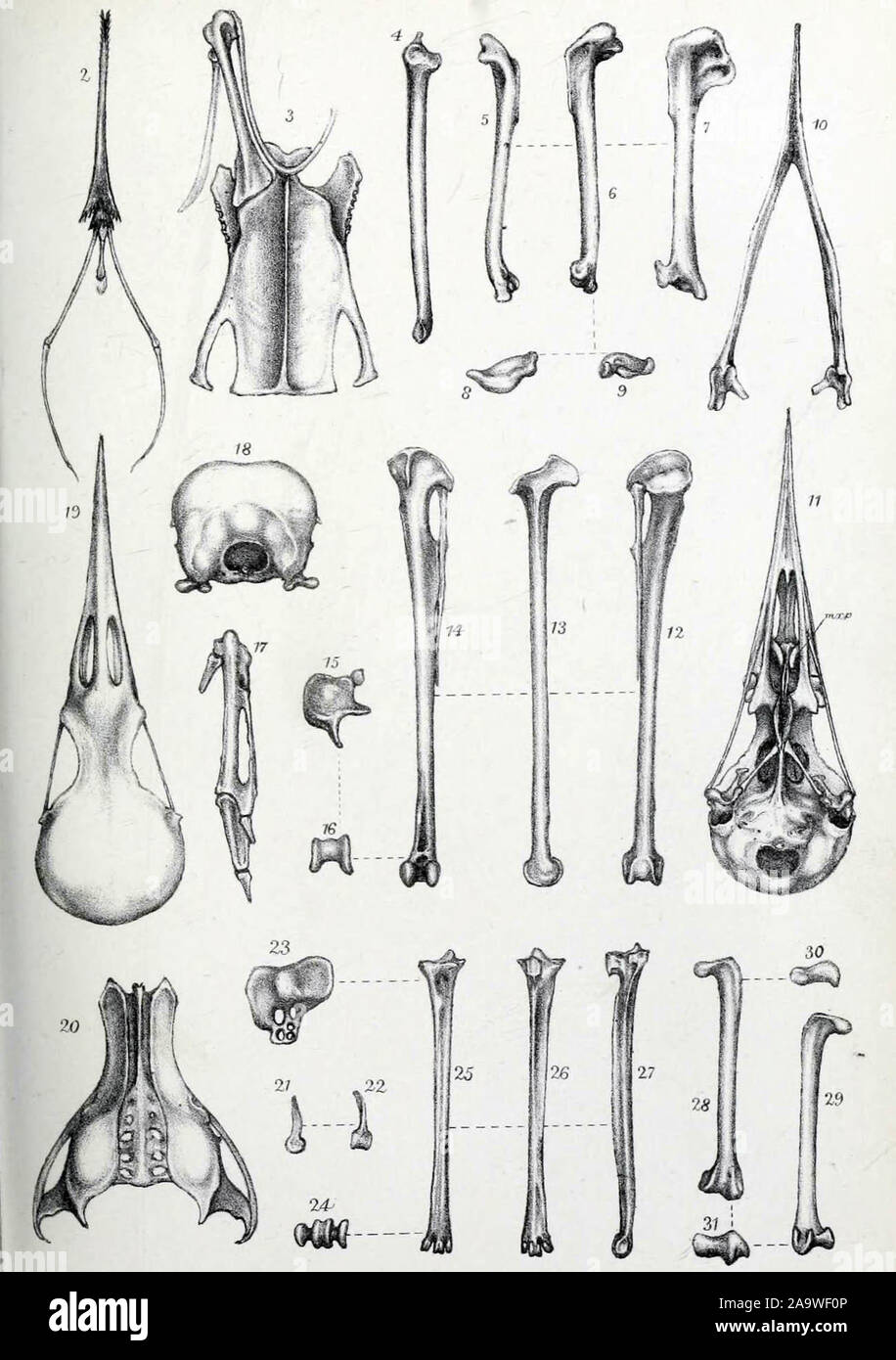 Skeletal elements hi-res stock photography and images - Alamy