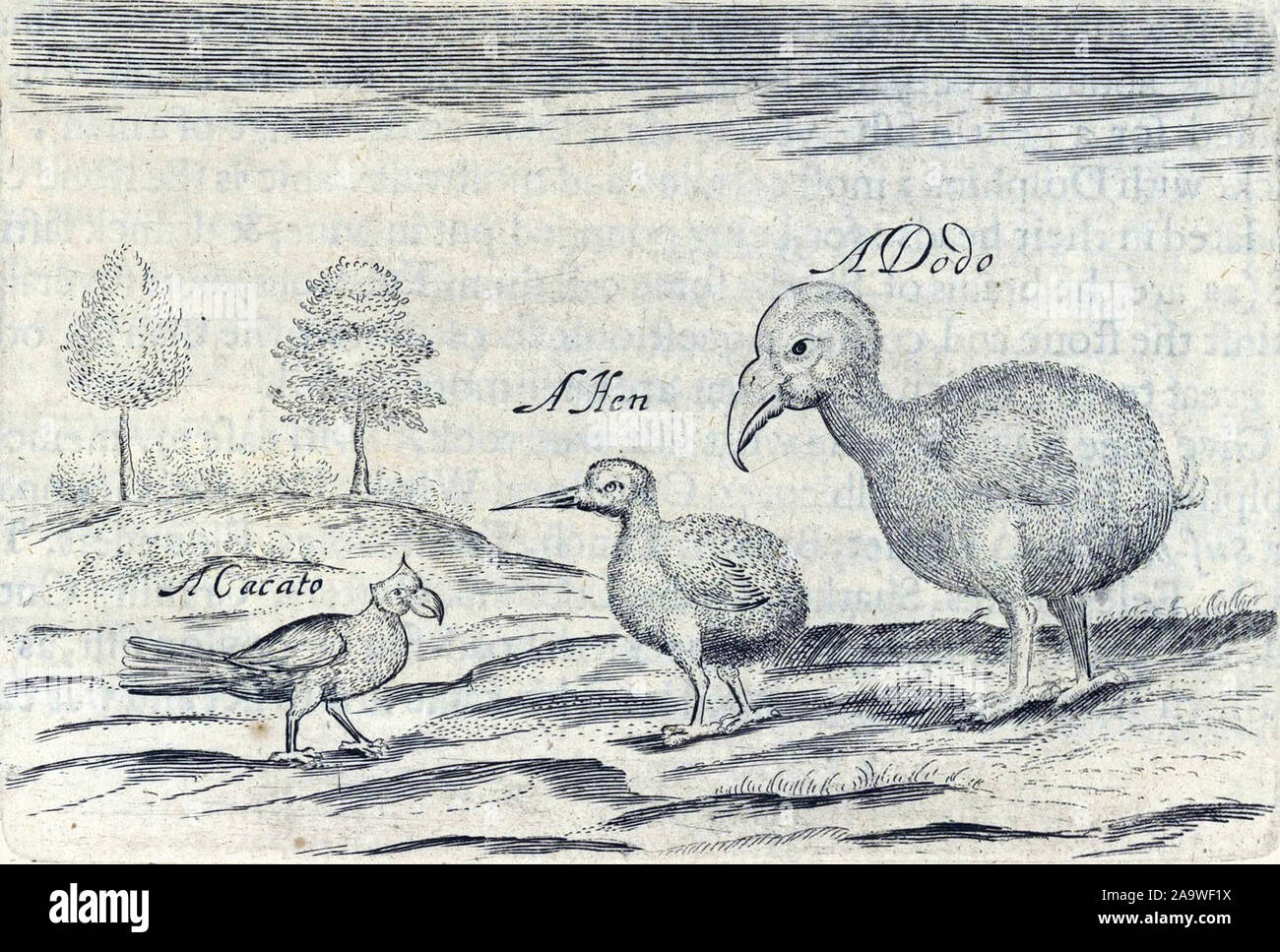 Labeled sketch from 1634 by Sir Thomas Herbert Stock Photo - Alamy