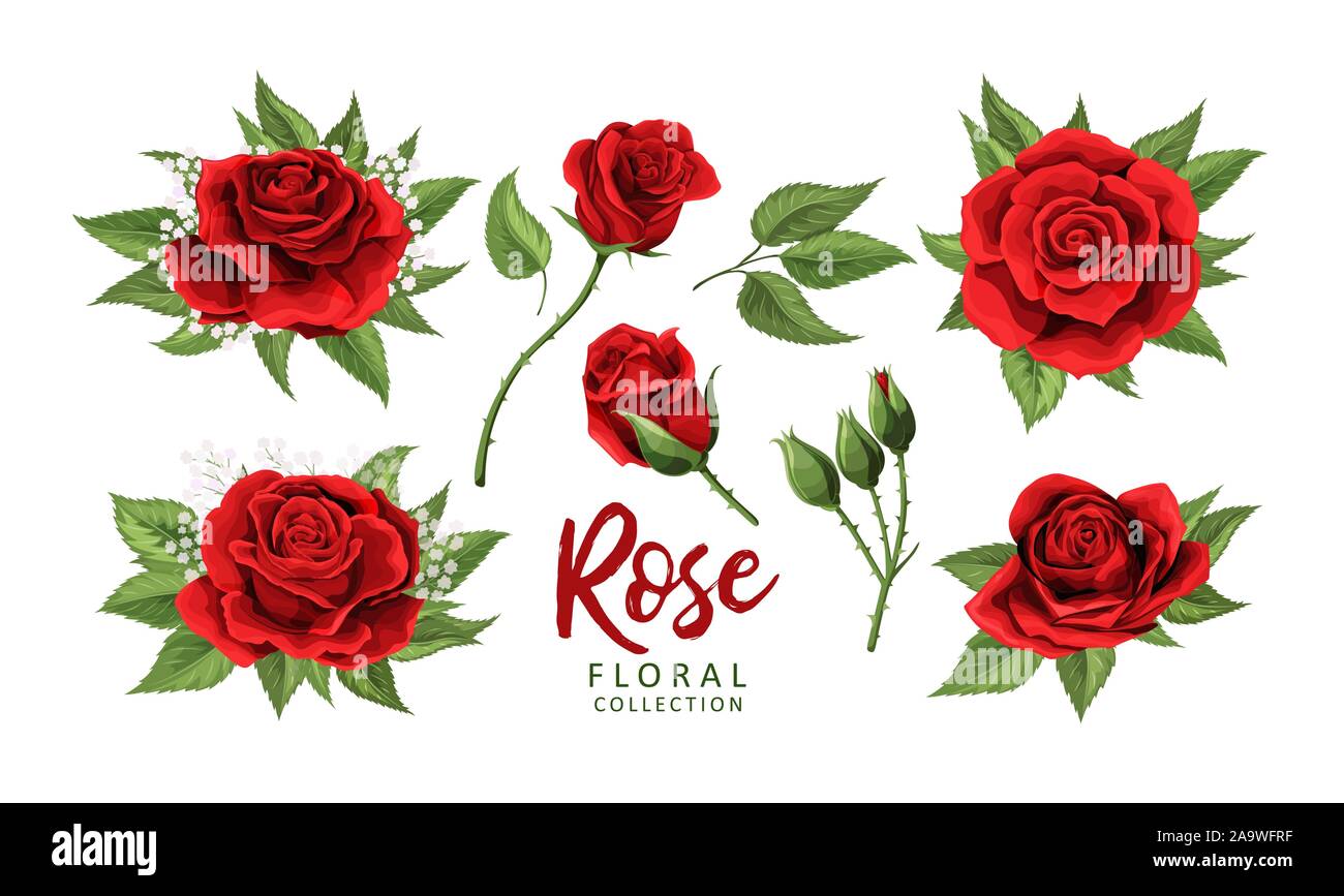 Red roses hand drawn illustration elements colored set Stock Vector ...