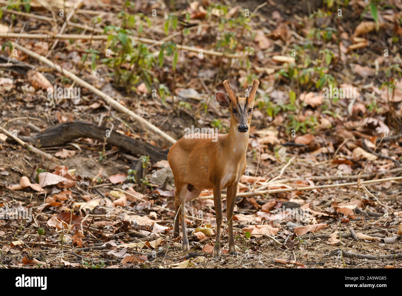 Indian muntjak hi-res stock photography and images - Alamy