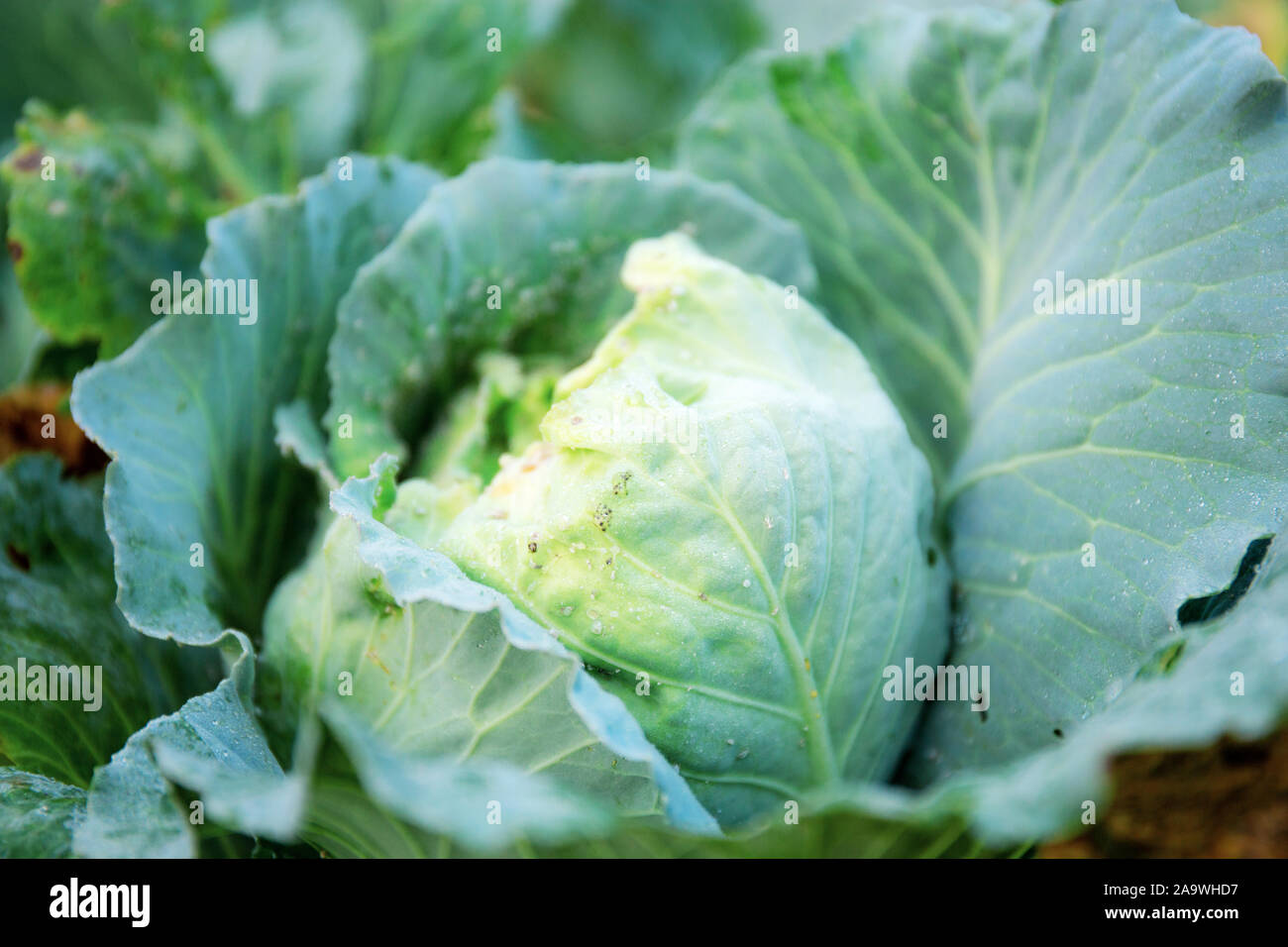 Cabbage on ground in farm with background Stock Photo - Alamy
