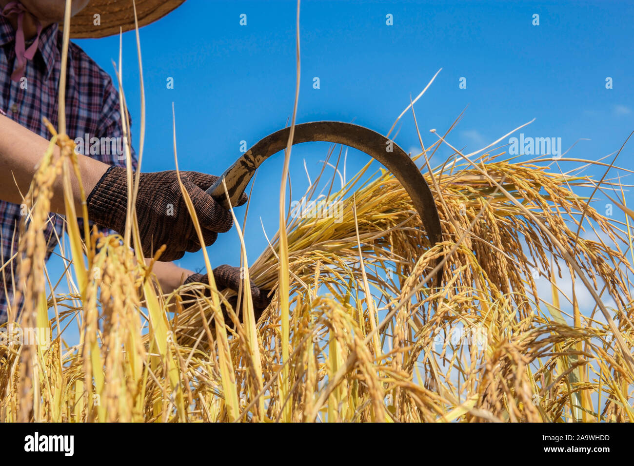 Farmer holding a sickle harvesting in field at the blue sky Stock Photo ...