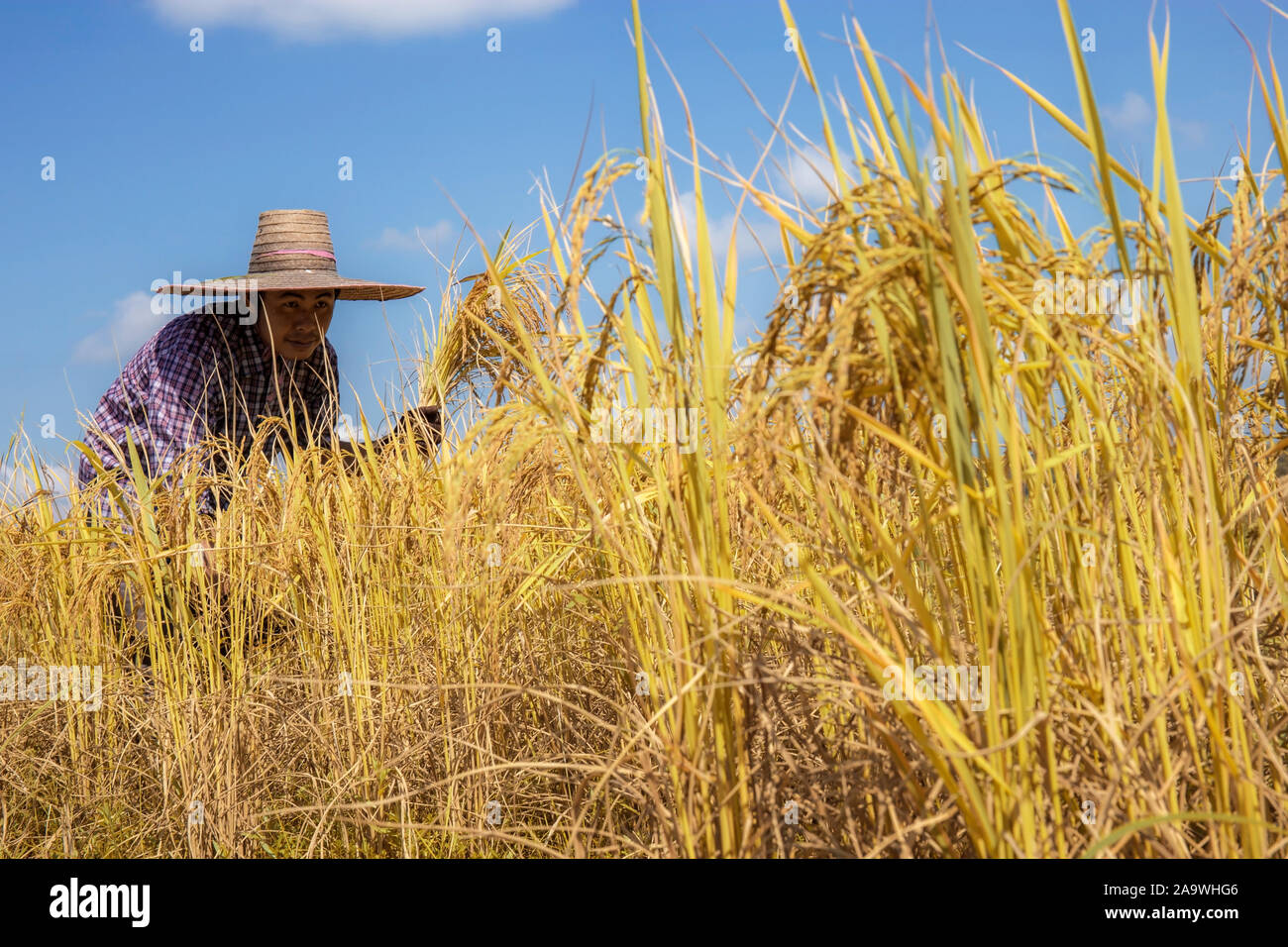 Farmers harvesting rice on rice field with the sunlight Stock Photo - Alamy