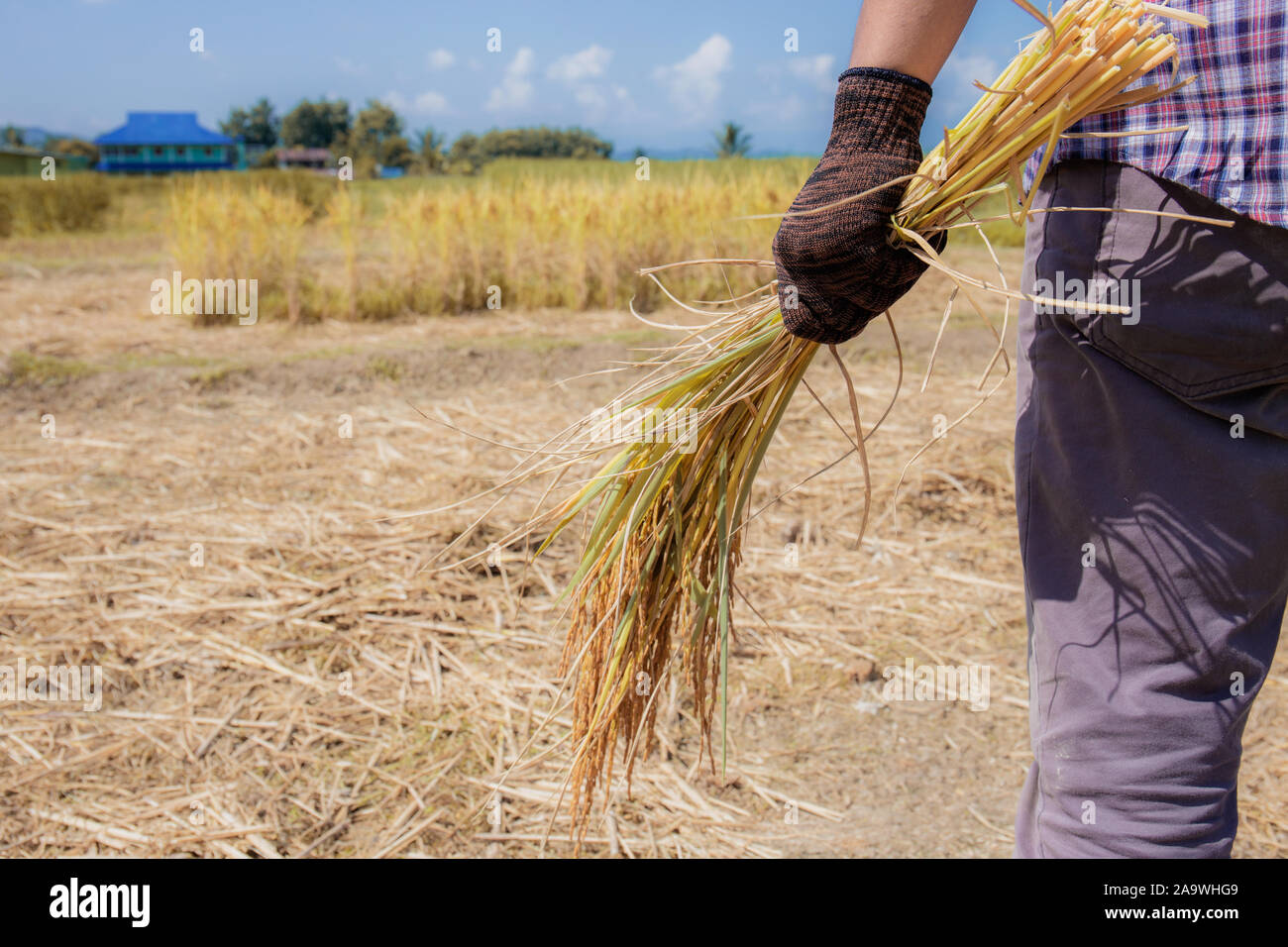 Farmers stand and hold grains on the rice fields Stock Photo - Alamy