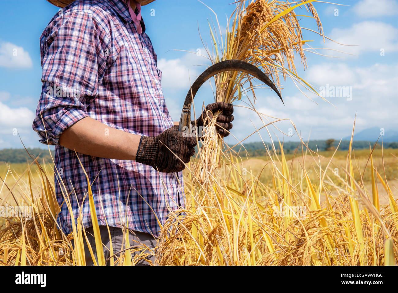 Farmers stand and hold sickles and grains in field at sunlight Stock ...