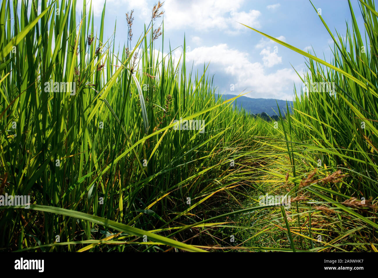 Rice seeding blue hi-res stock photography and images - Alamy