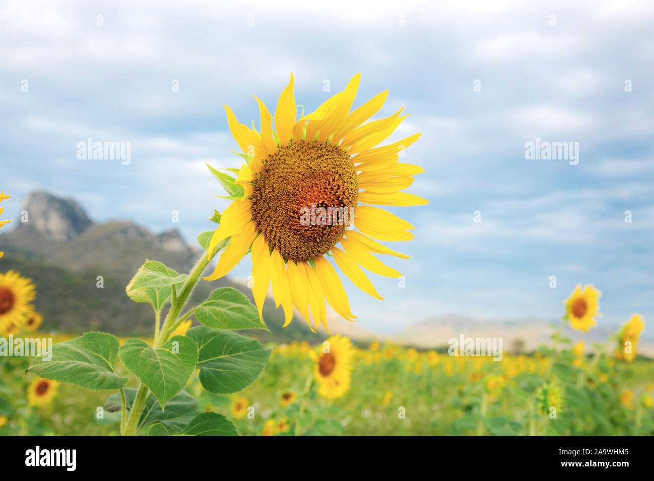Sunflower on field in winter with the sky Stock Photo - Alamy
