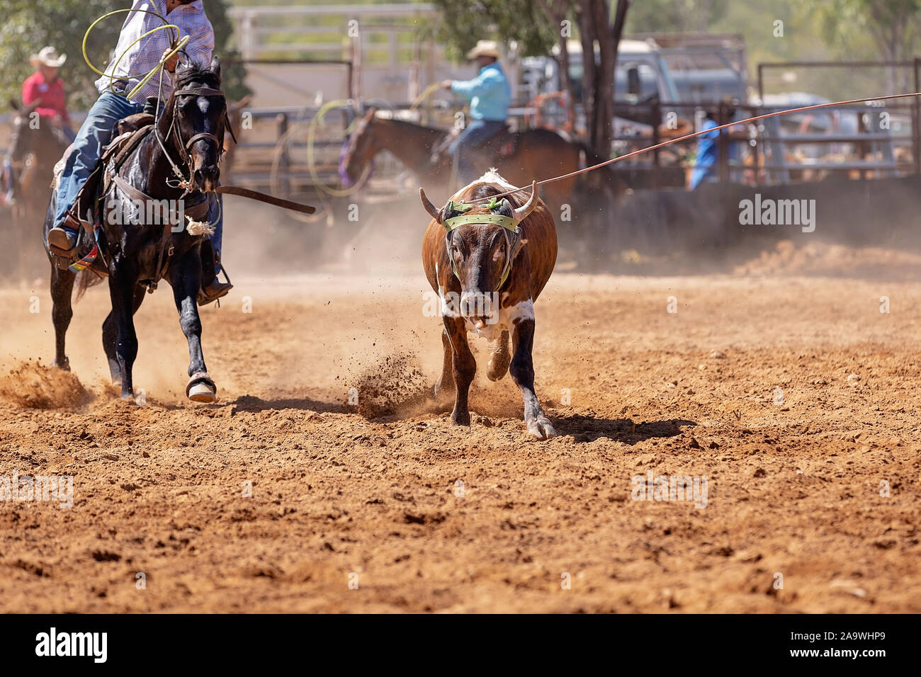 Calf being lassoed in a team calf roping event by cowboys at a country ...