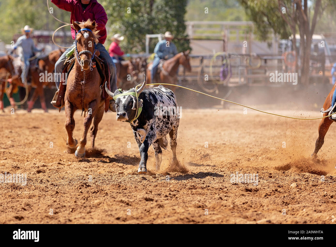 Calf being lassoed in a team calf roping event by cowboys at a country ...