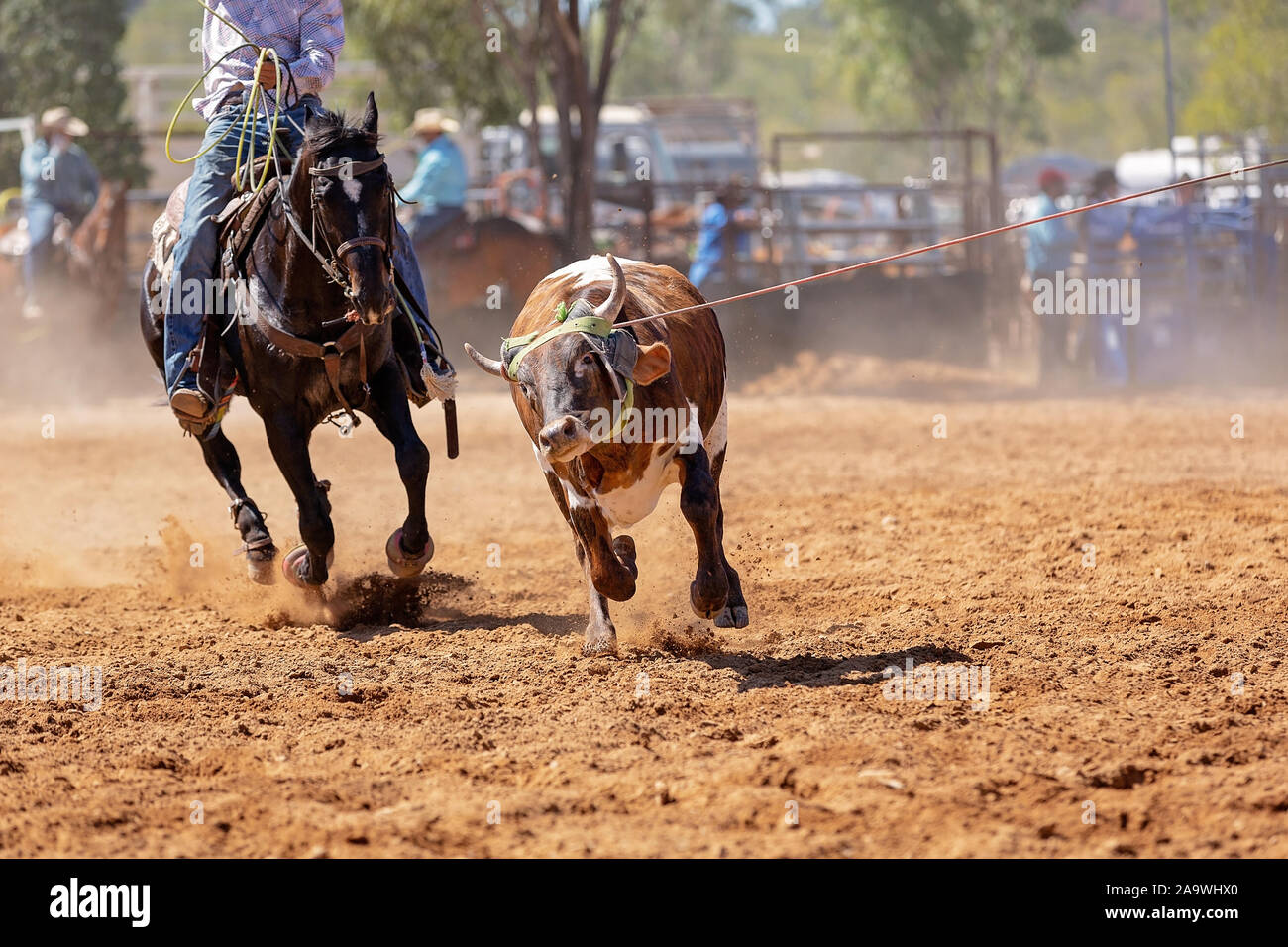 Calf being lassoed in a team calf roping event by cowboys at a country ...