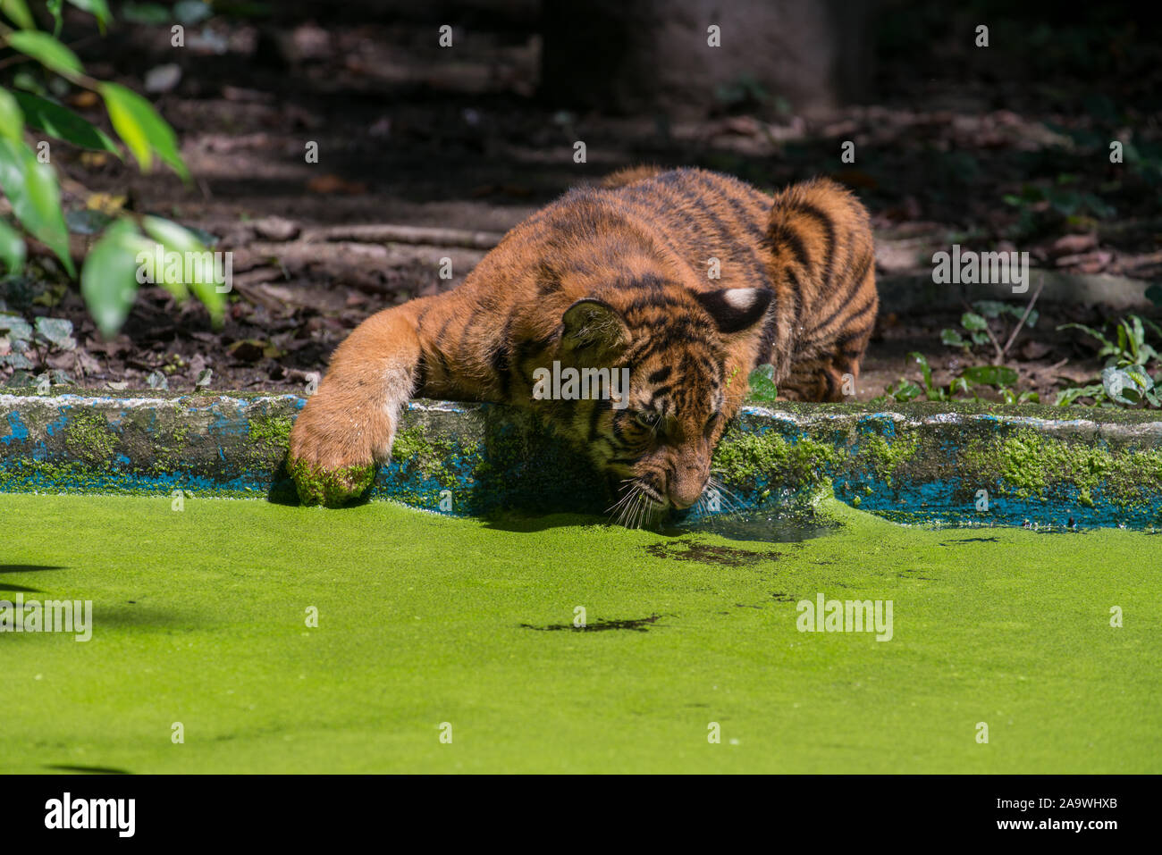 The Malayan Tiger in Captivity Stock Photo - Alamy