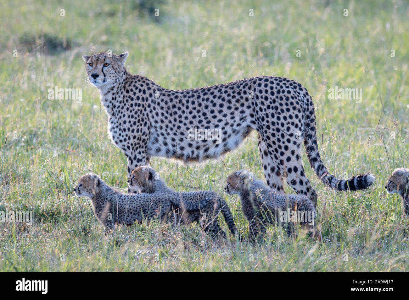 African Cheetah Cubs