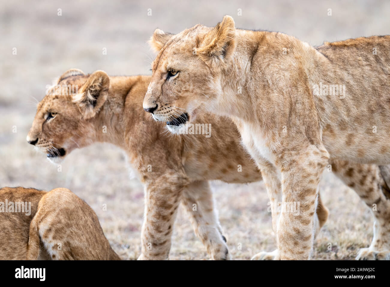 Lions are vulnerable species hi-res stock photography and images - Alamy