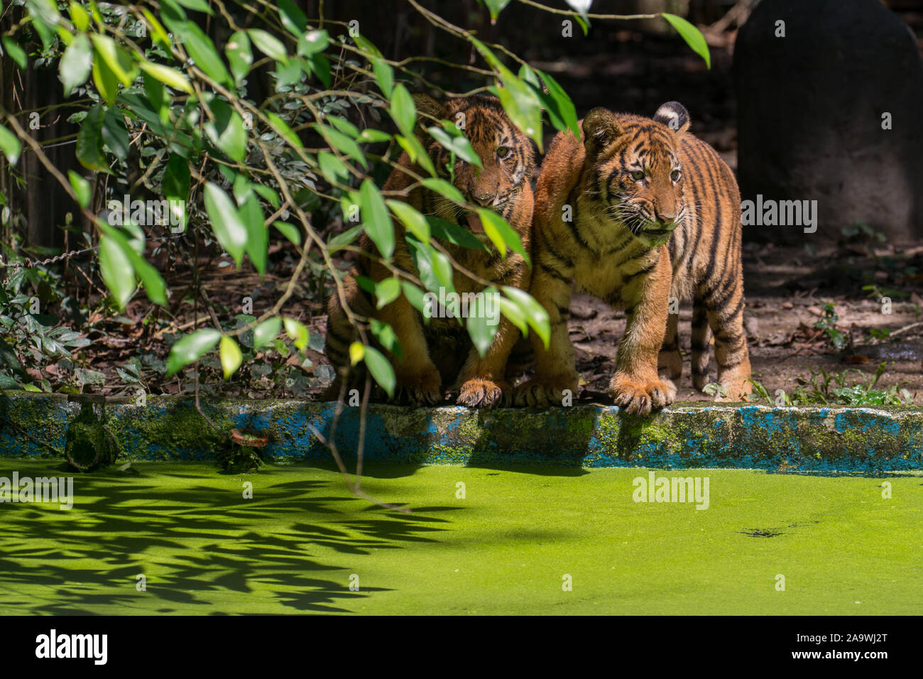 The Malayan Tiger in Captivity Stock Photo - Alamy