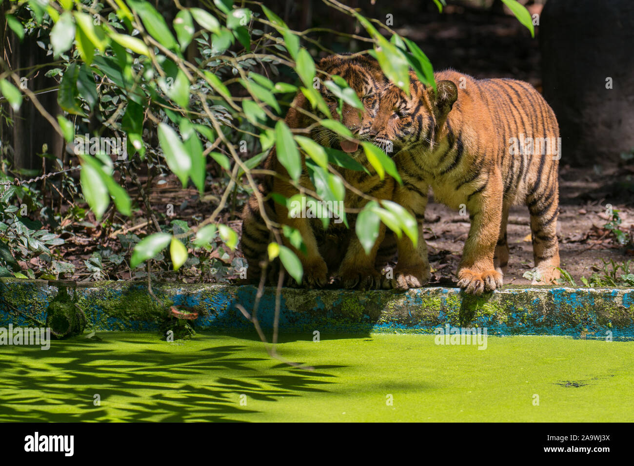 The Malayan Tiger in Captivity Stock Photo - Alamy