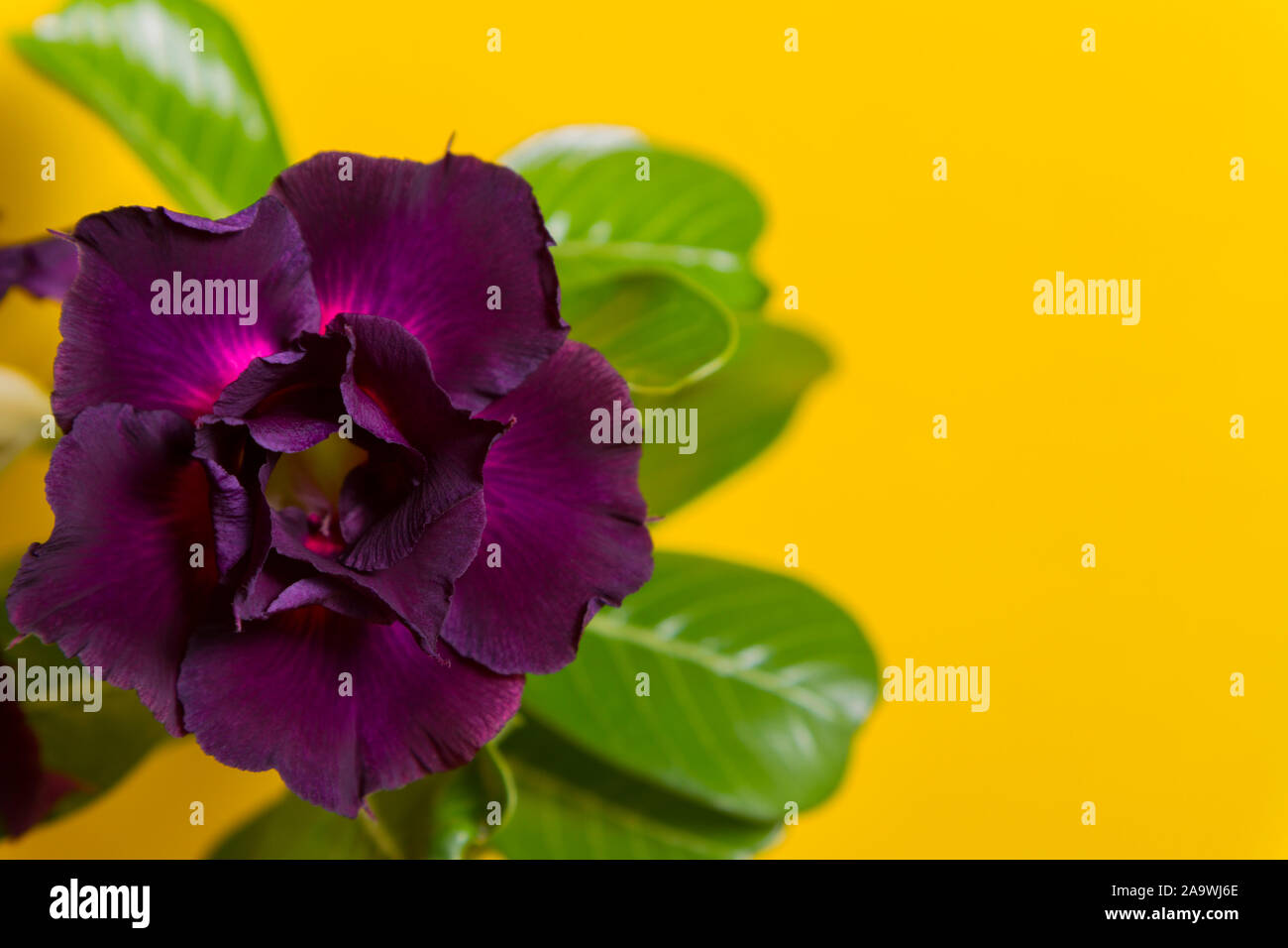 Dark violet flower rose or adenium on yellow background with copy space ...