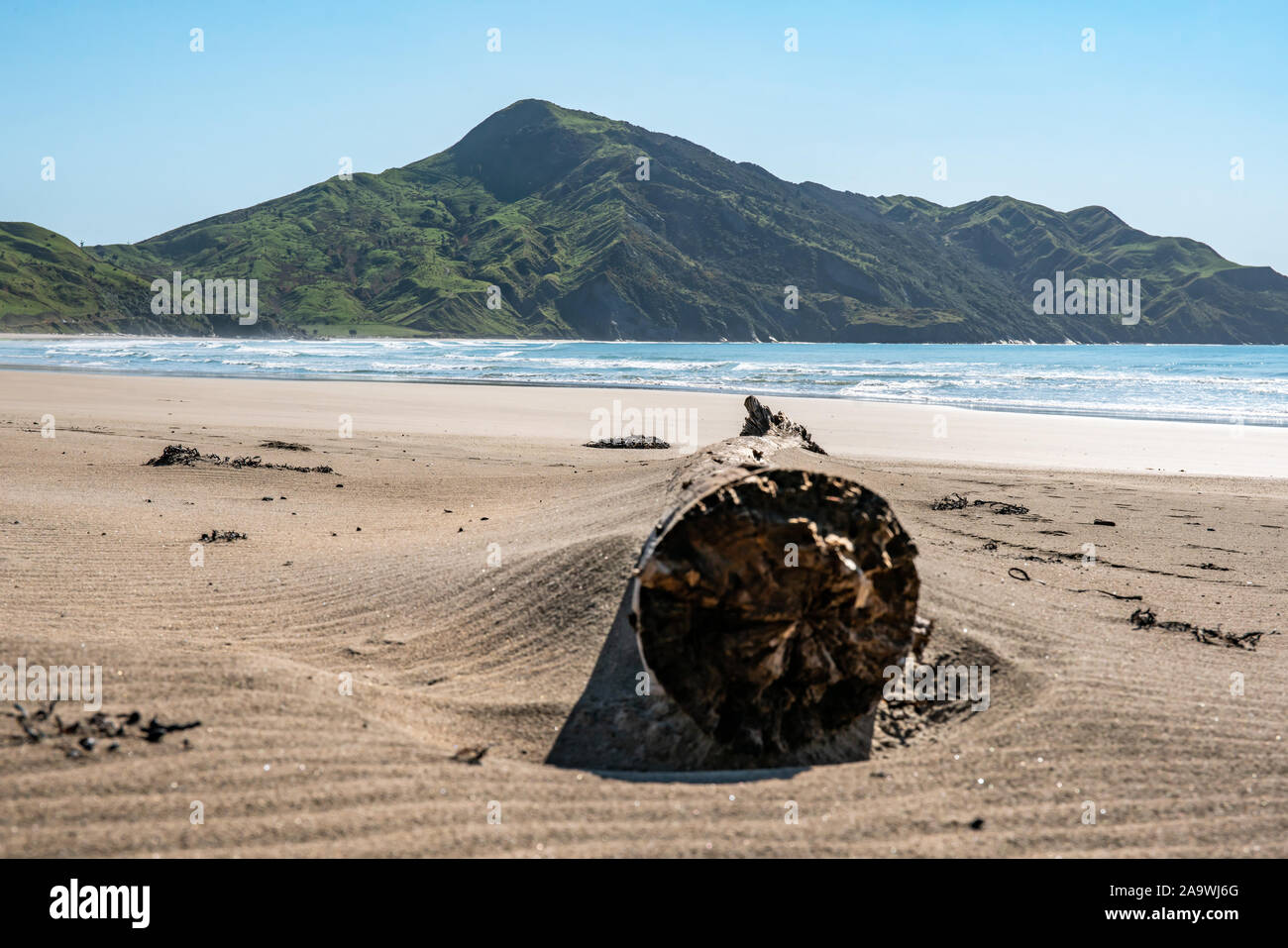 Huge log of wood washed up and stuck in the sand on the empty pristine ...