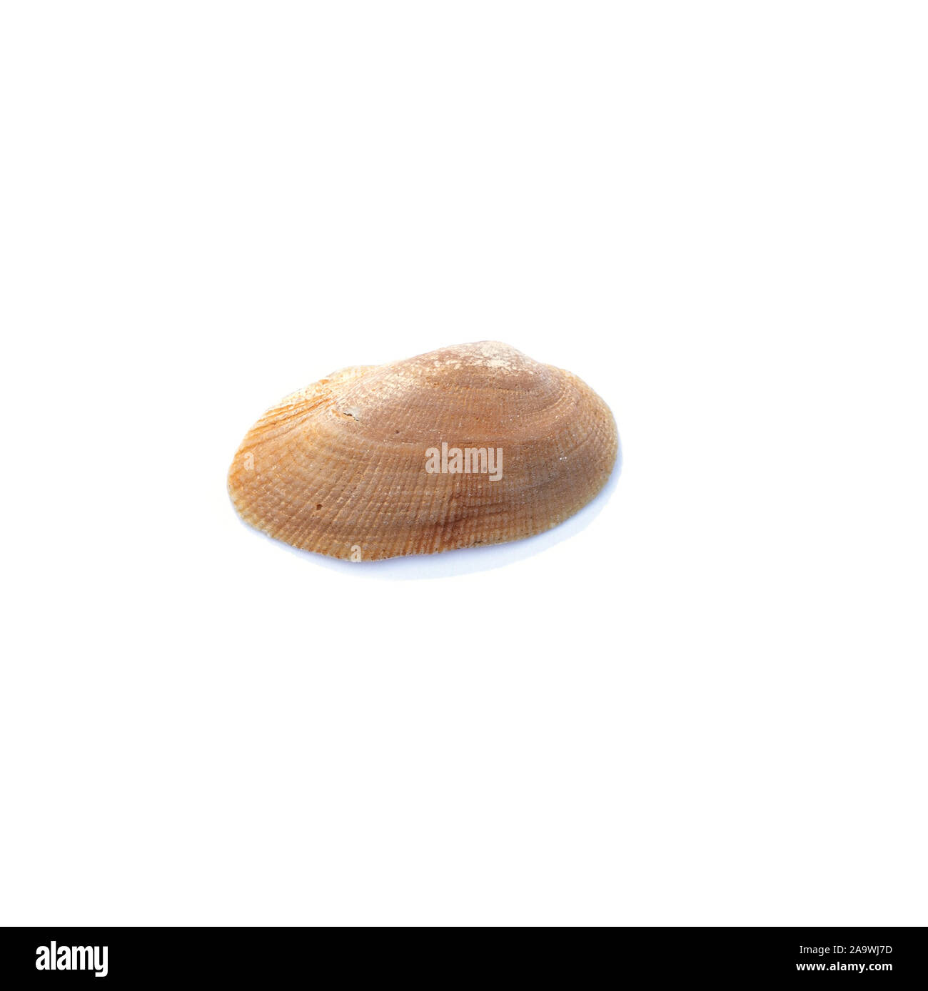 sea shell isolated on a white background. Top view. isolate with ...