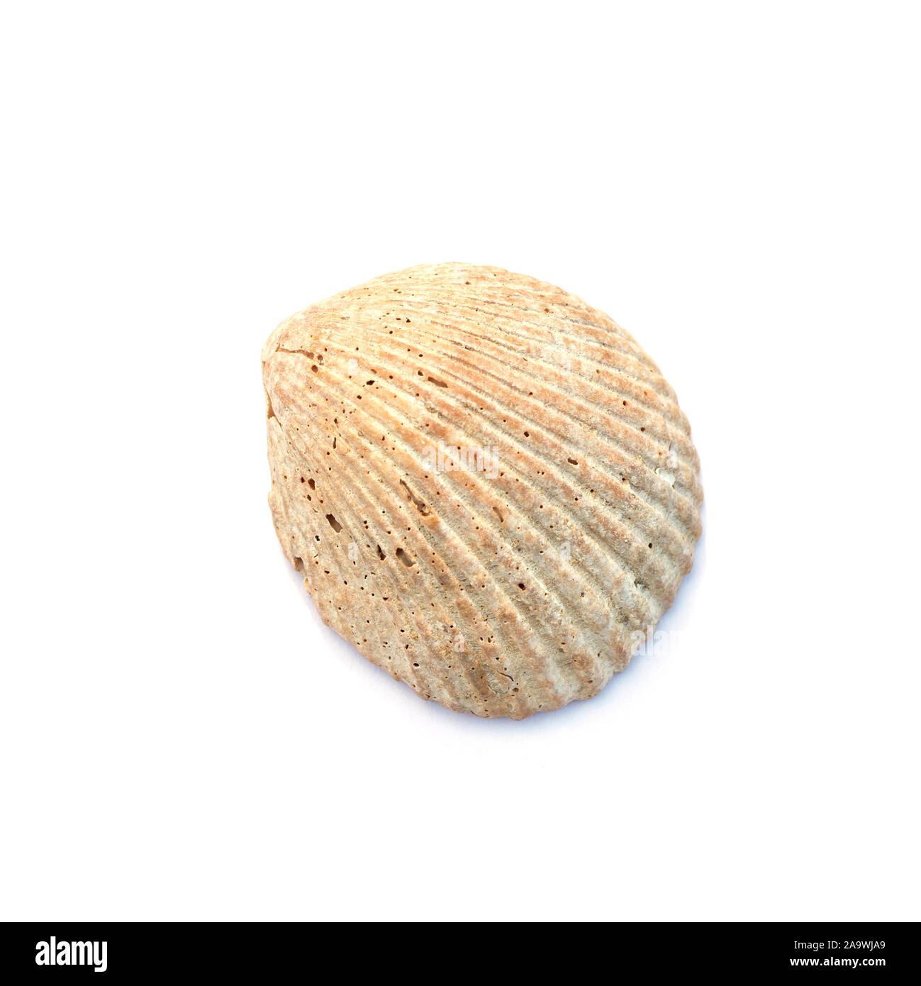 sea shell isolated on a white background. Top view. isolate with ...