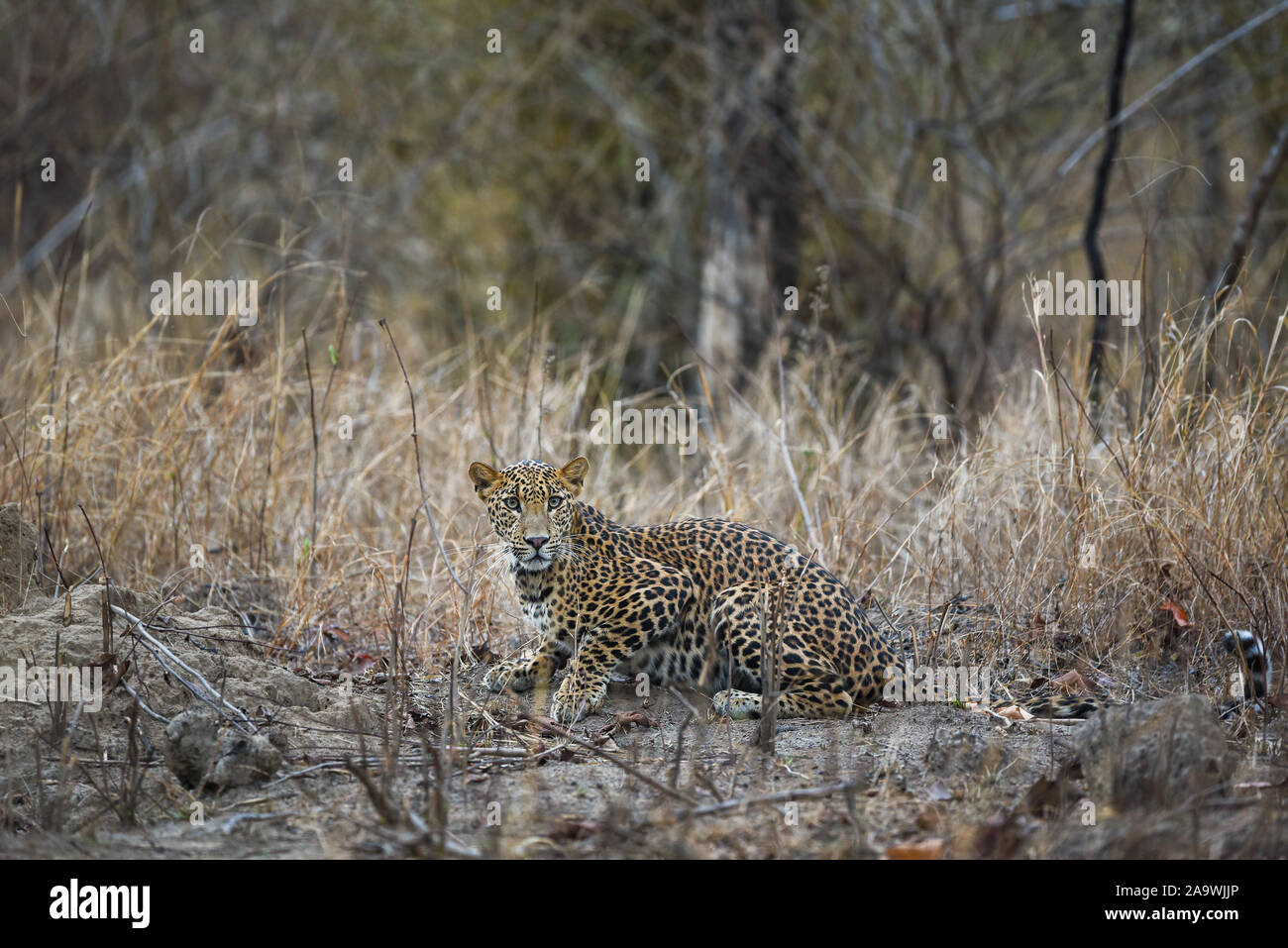 Wild male indian leopard or panther in beautiful green background at ...