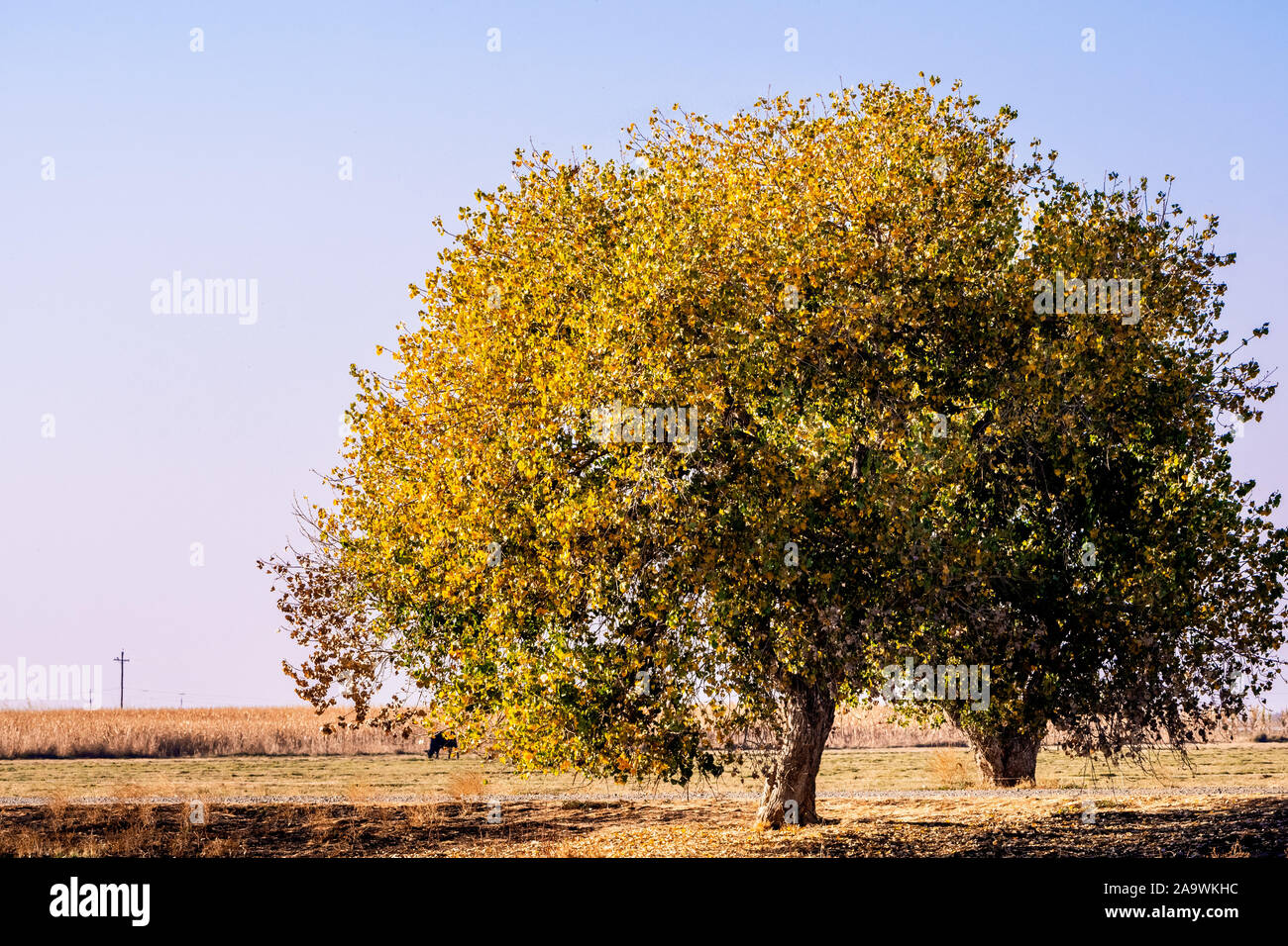 Fremont's cottonwood (Populus fremontii) tree with gold and orange fall ...
