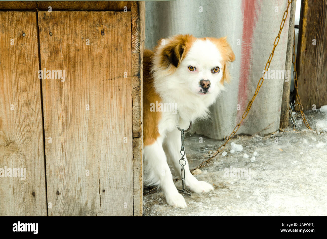 chained dog at the rural farm Stock Photo - Alamy