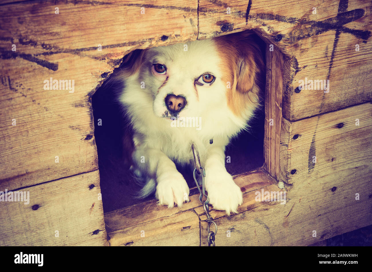 chained dog in doghouse closeup Stock Photo - Alamy