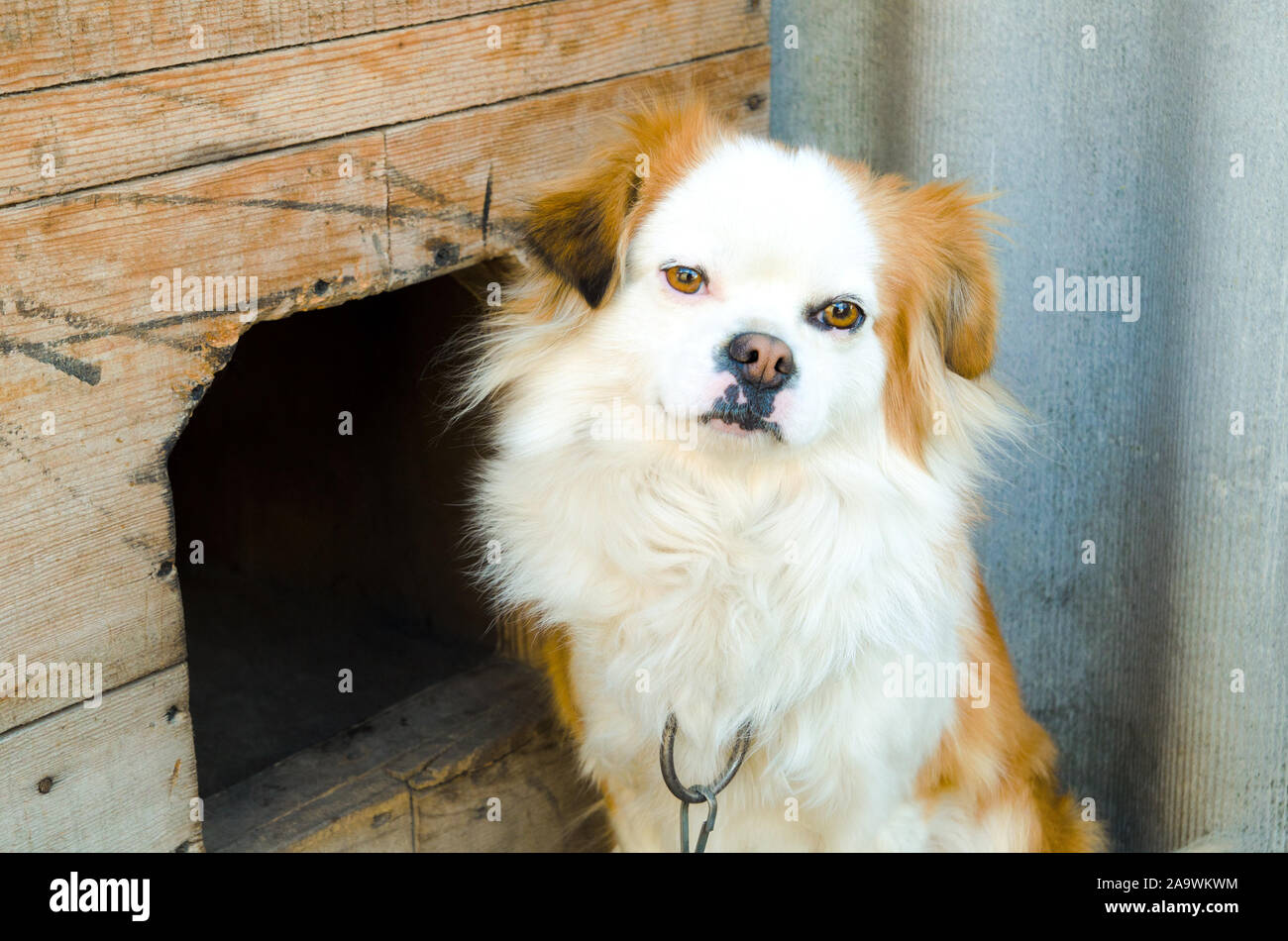 chained dog at the rural farm Stock Photo - Alamy