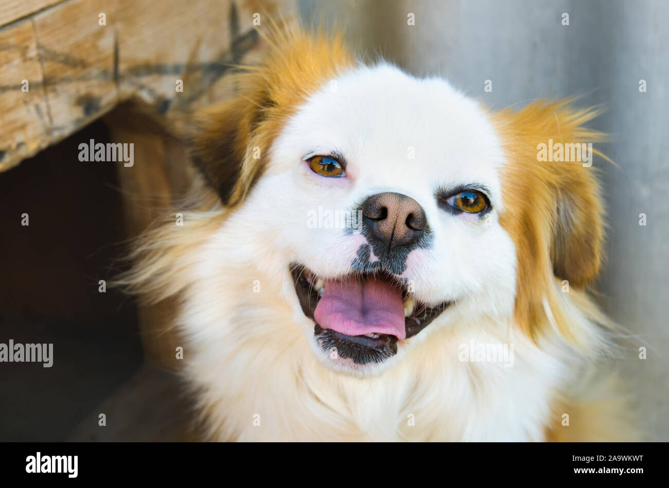 Lonely doggy hi-res stock photography and images - Alamy