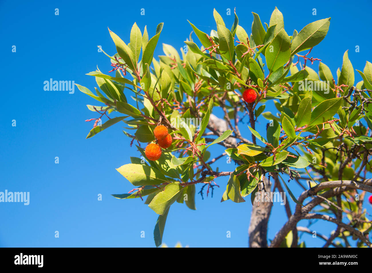 Strawberry trees arbutus unedo hi-res stock photography and images - Alamy