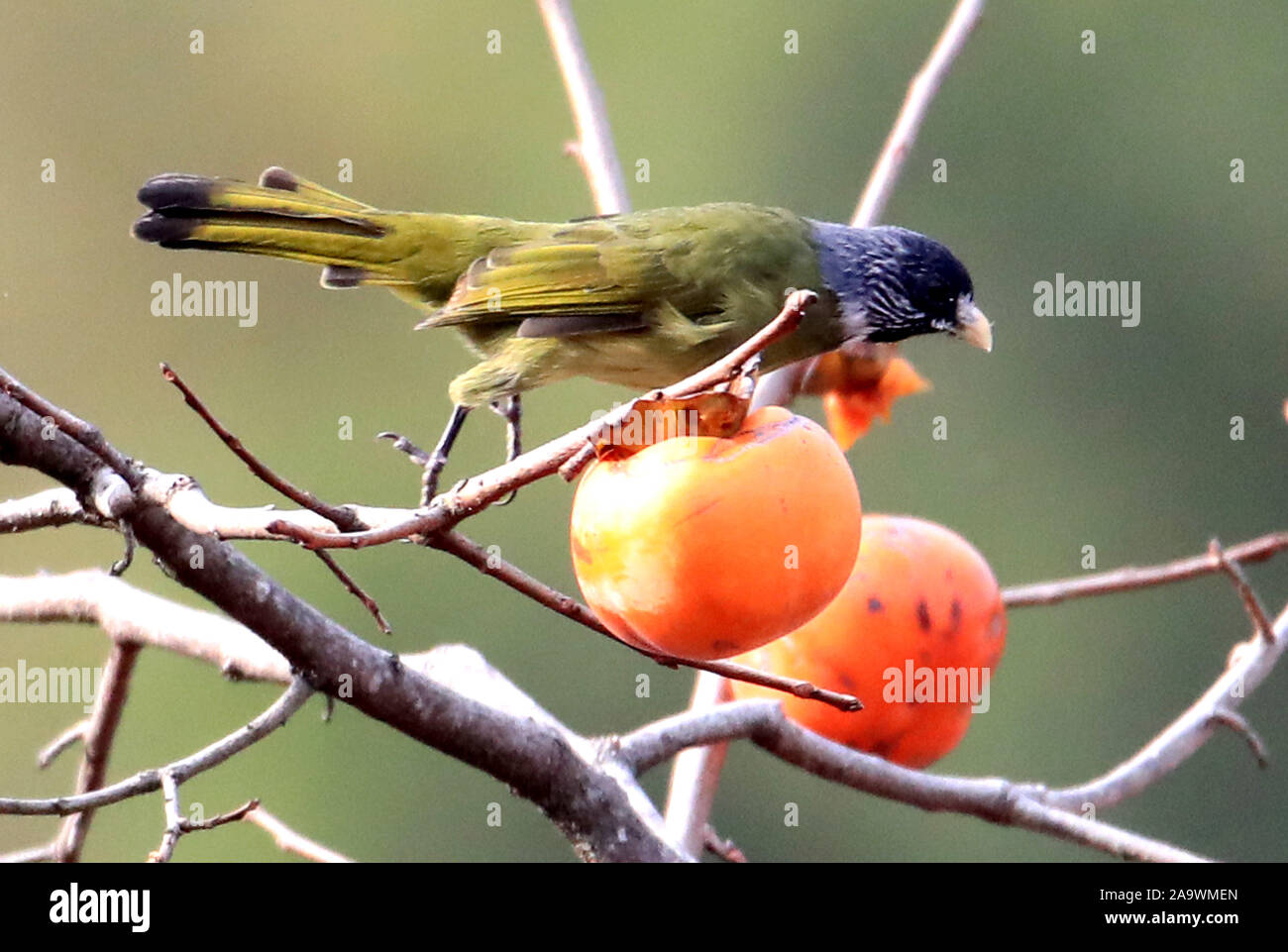 Huangshan, China. 17th Nov, 2019. Birds are eating ripe persimmons in ...