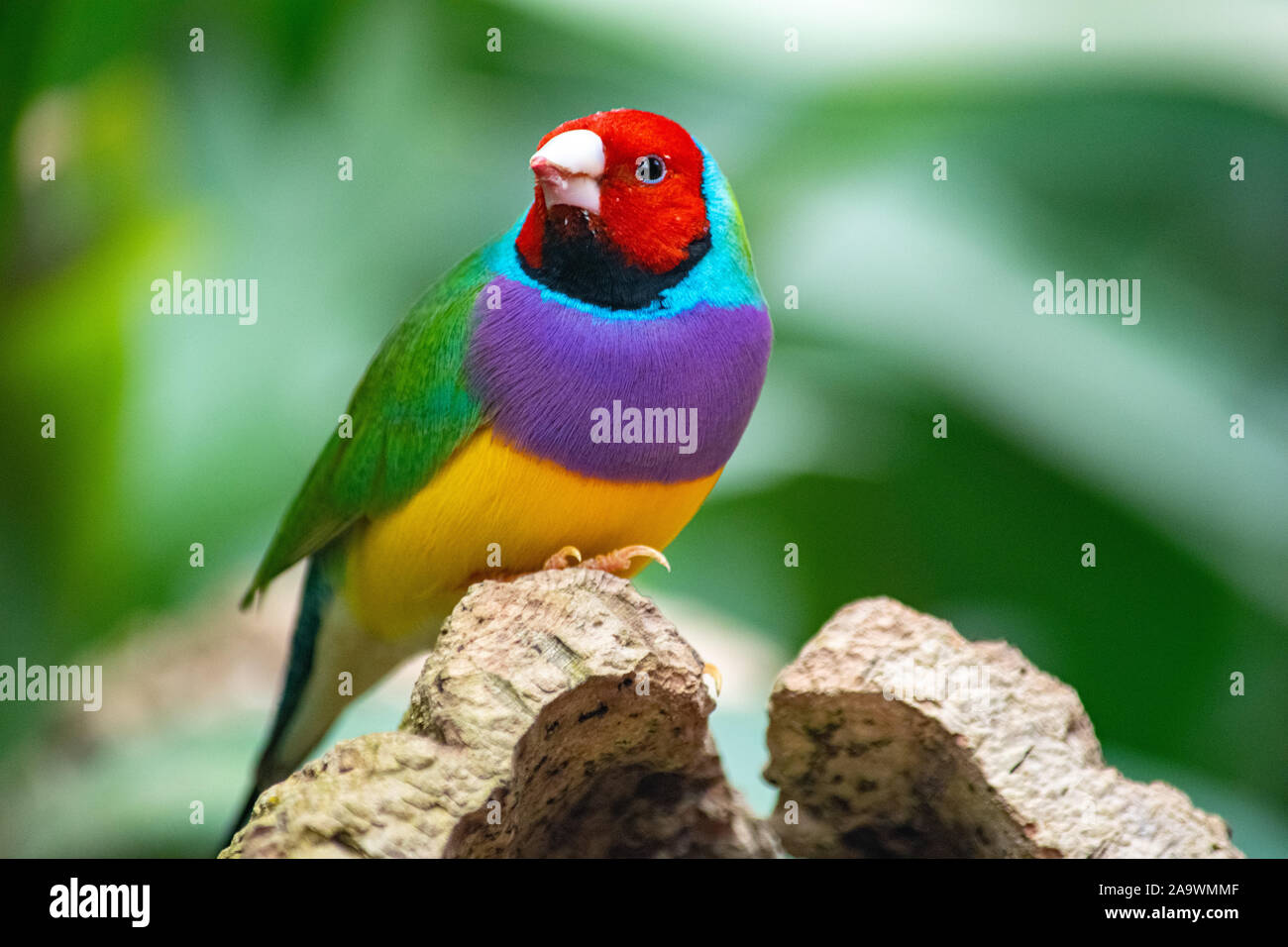 Picture of a finch hi-res stock photography and images - Alamy
