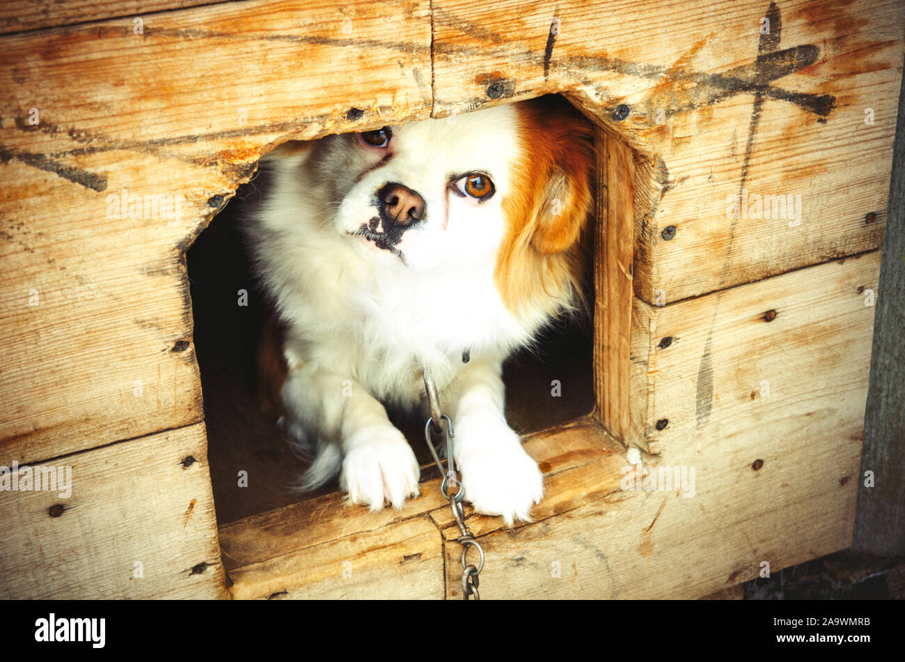 Dog in doghouse hi-res stock photography and images - Alamy
