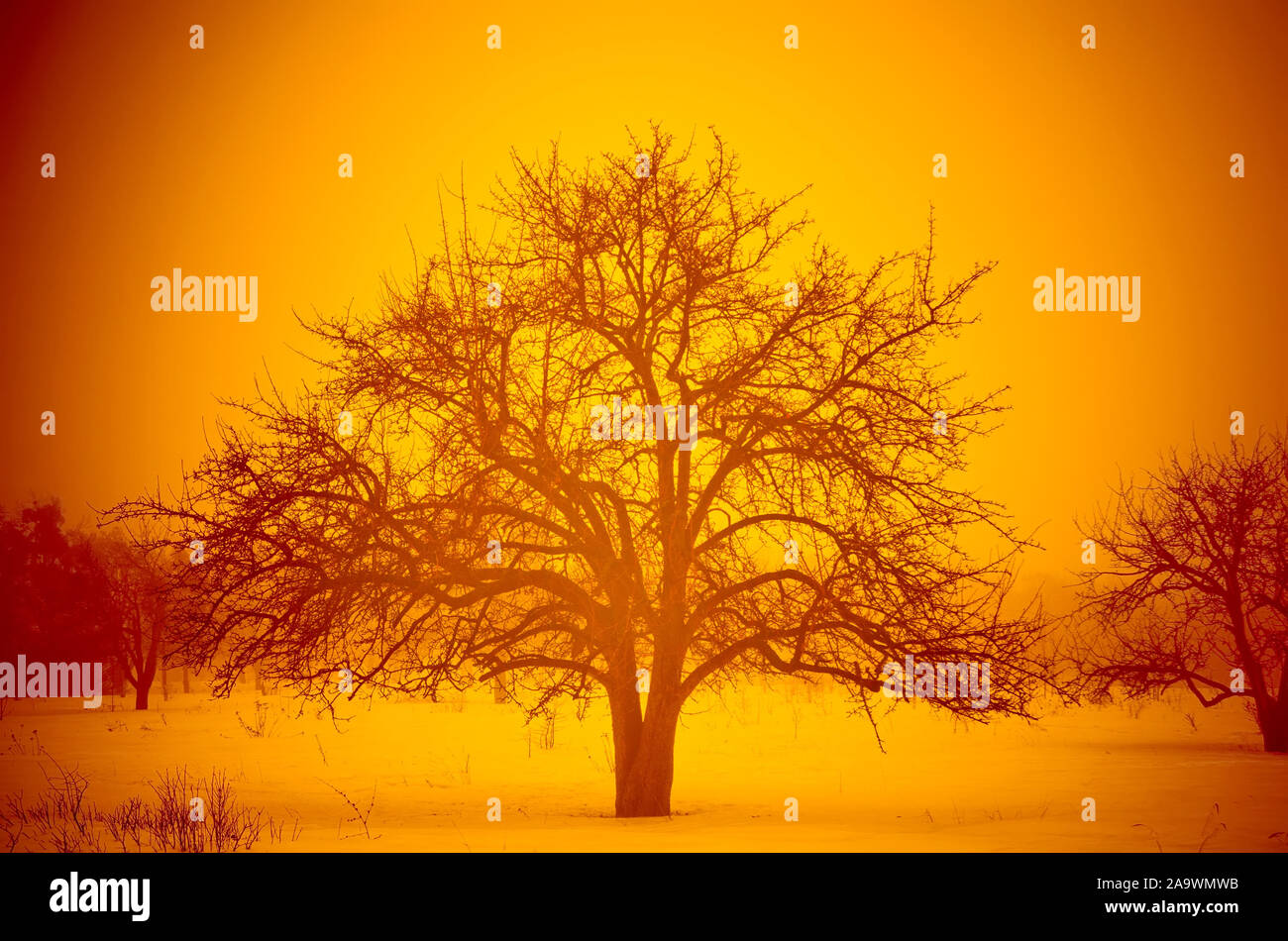 winter landscape of trees with snow Stock Photo - Alamy