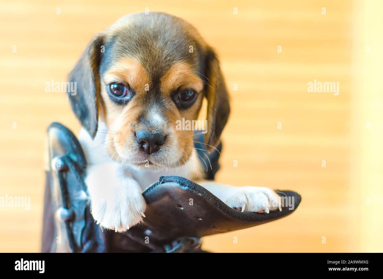 cute beagle puppy head closeup Stock Photo - Alamy