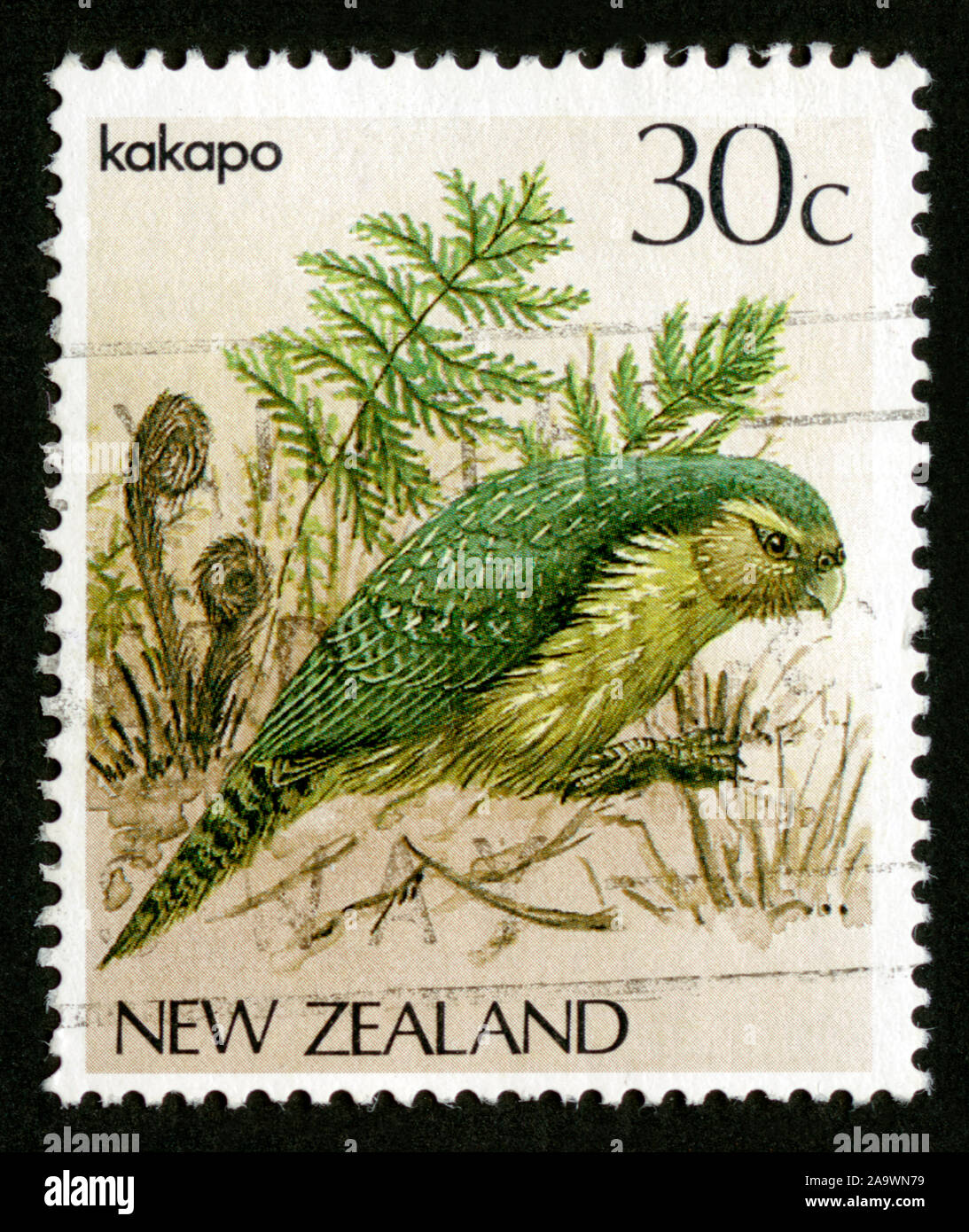 Kakapo High Resolution Stock Photography and Images - Alamy