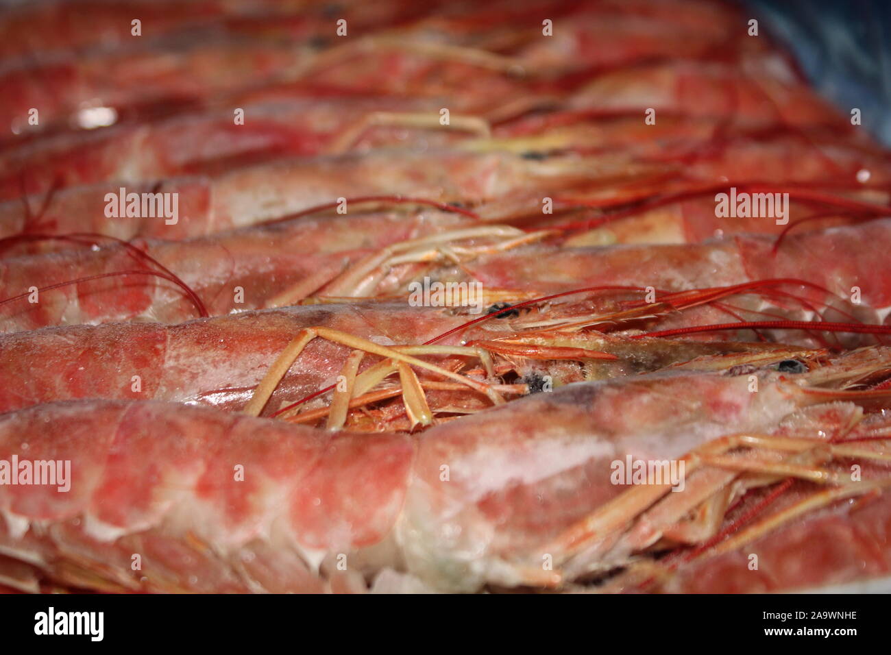Fresh Red shrimp Italian sea fish image Stock Photo - Alamy