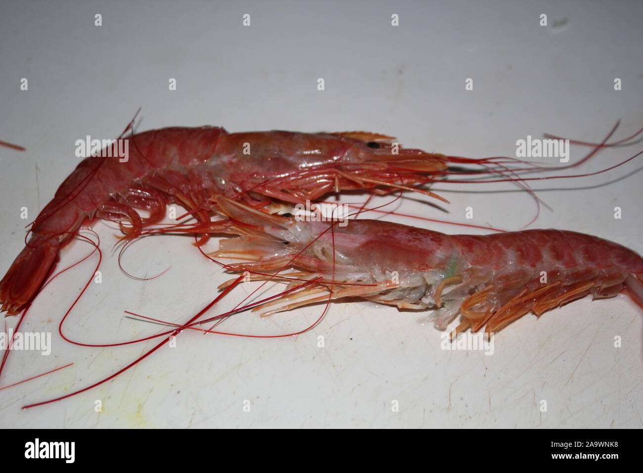 Red shrimp fresh sea food hi-res stock photography and images - Alamy