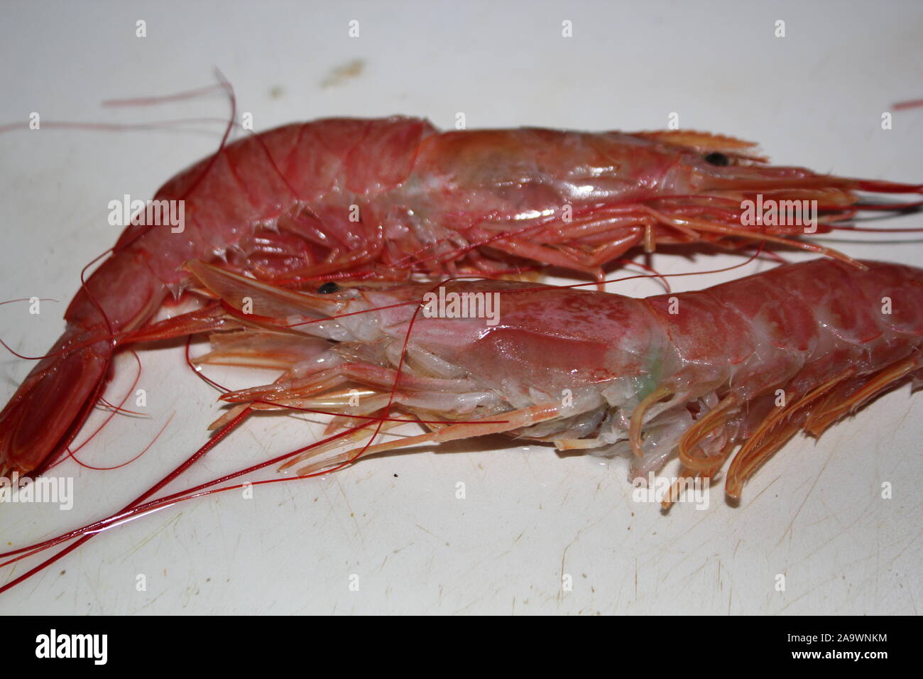 Fresh Red shrimp Italian sea fish image Stock Photo - Alamy